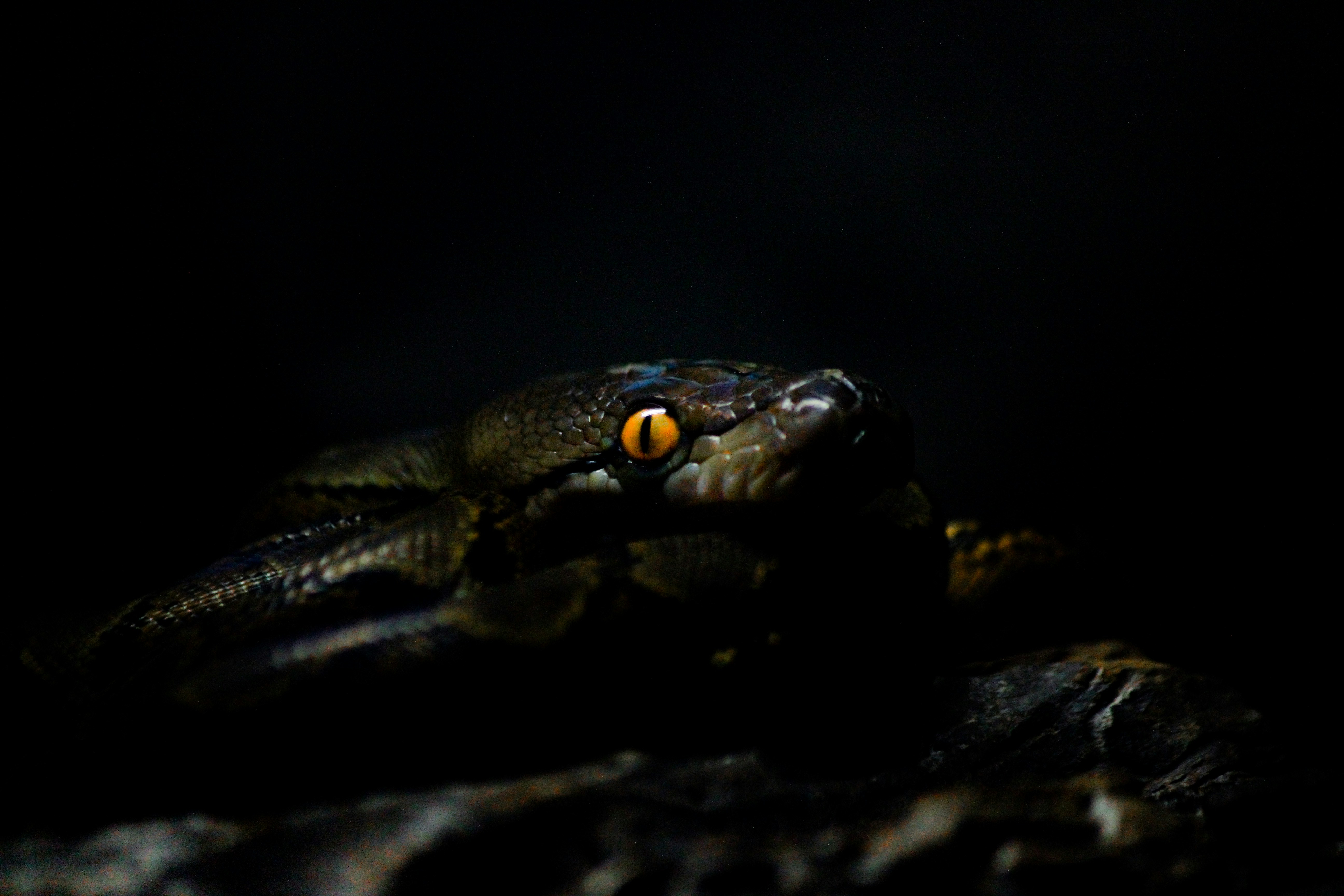 Nocturnal Ember Gaze: Crocodile Eye Piercing the Shadow