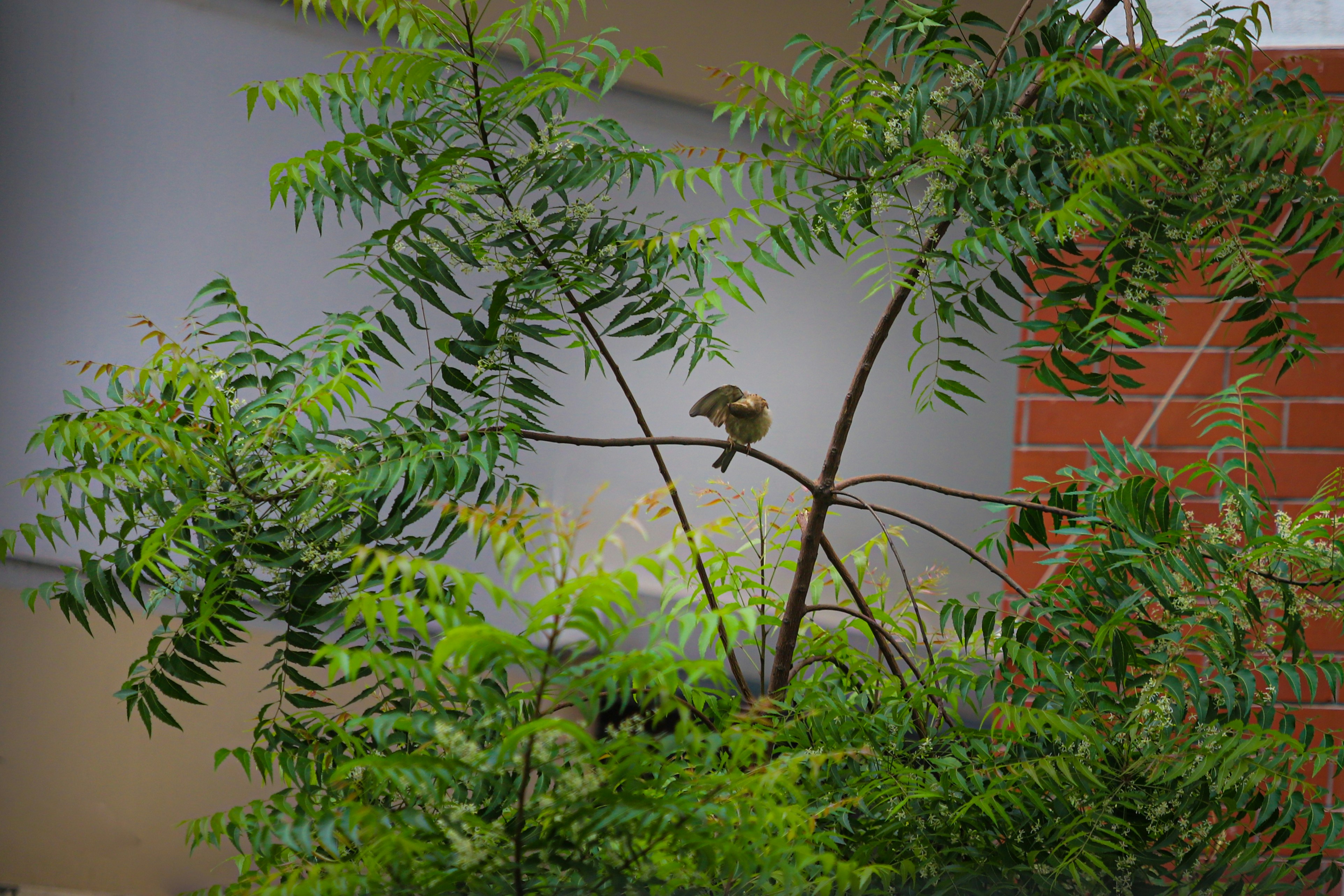 A small bird perched on a branch surrounded by lush green foliage, creating a serene atmosphere. The background features a subtle brick wall.