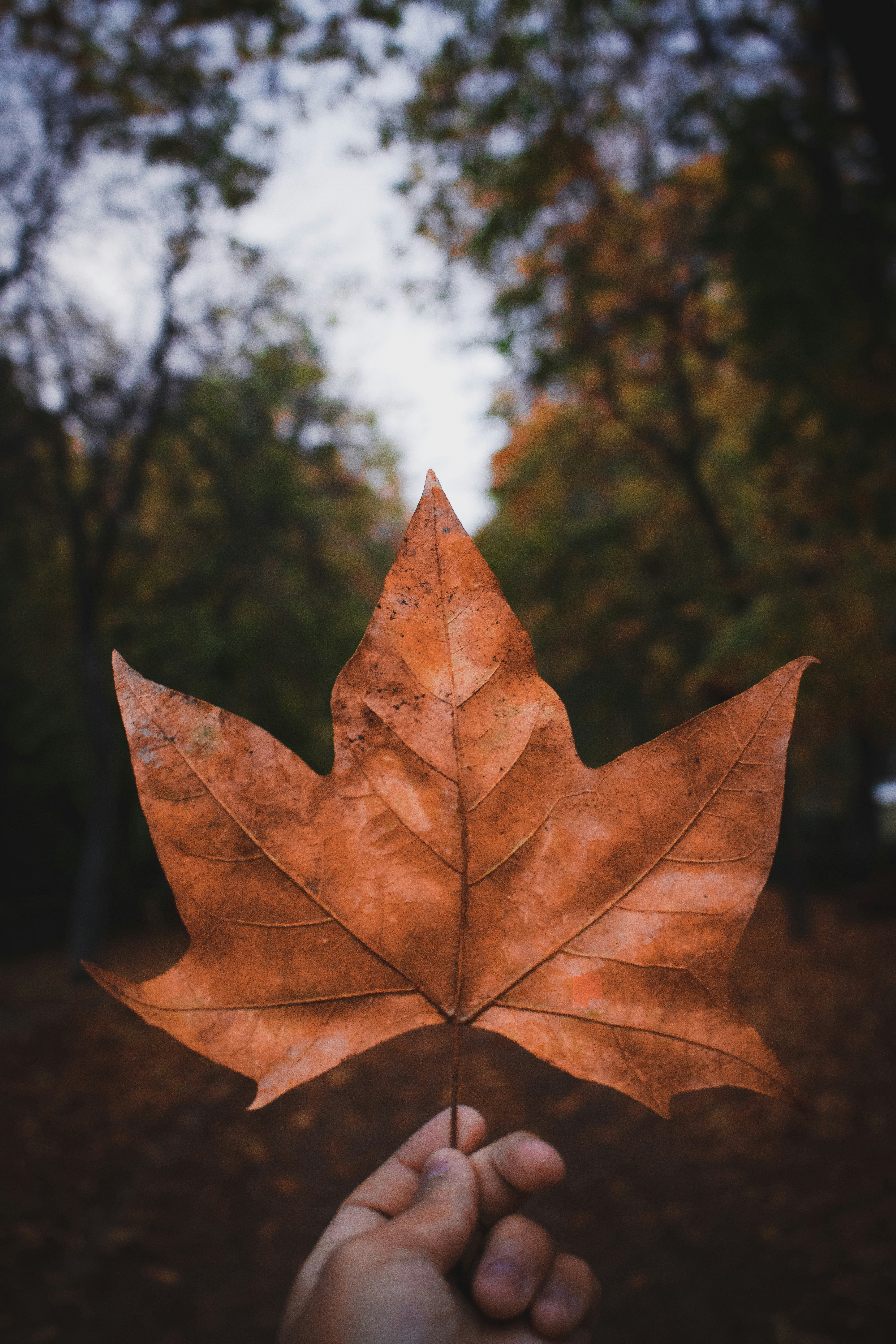 A hand holding a large, vibrant maple leaf against a backdrop of autumn foliage. The rich colors and textures highlight the essence of the season.