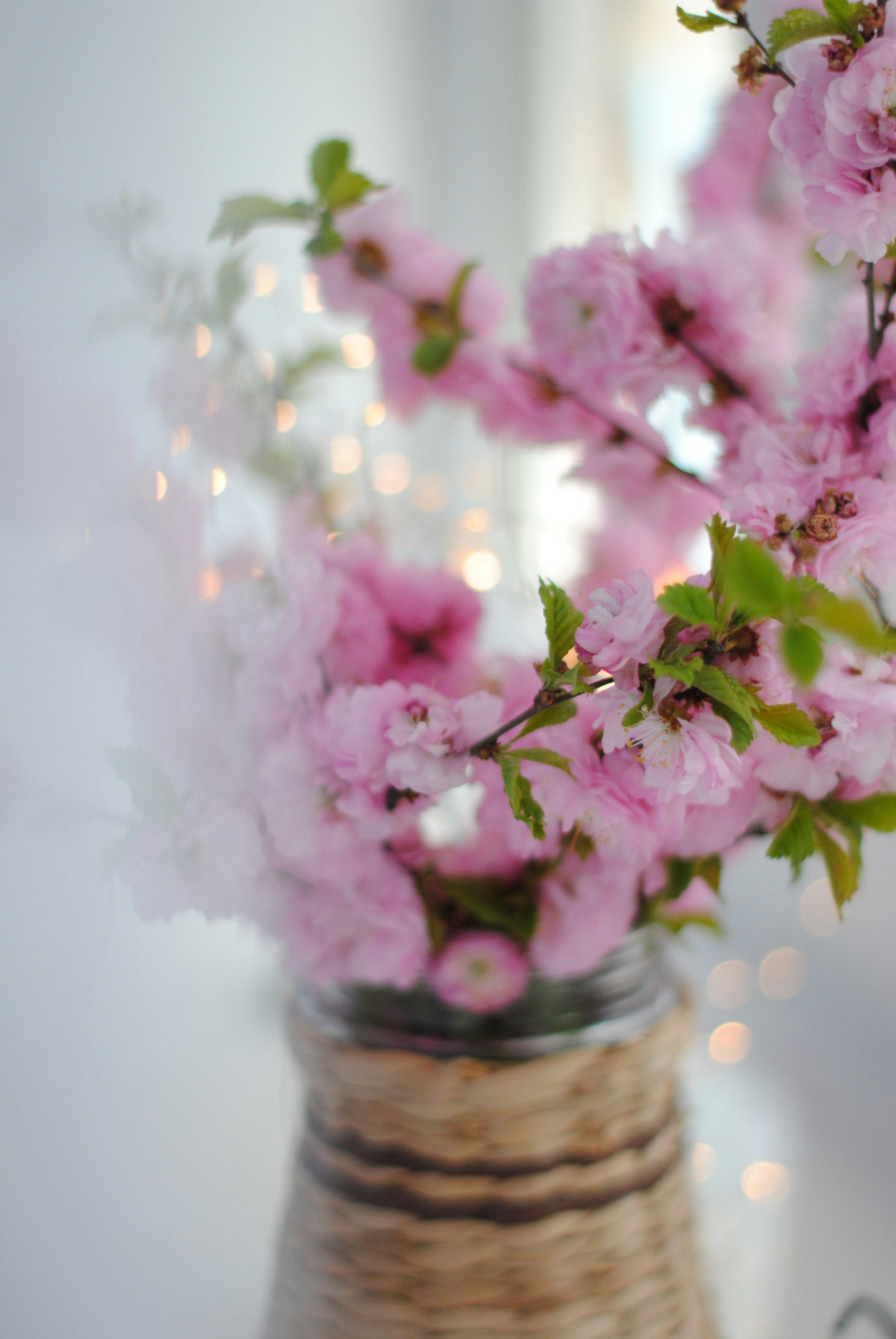 Blossoms in Soft Focus: A Pink Bouquet Basked in Gentle Light