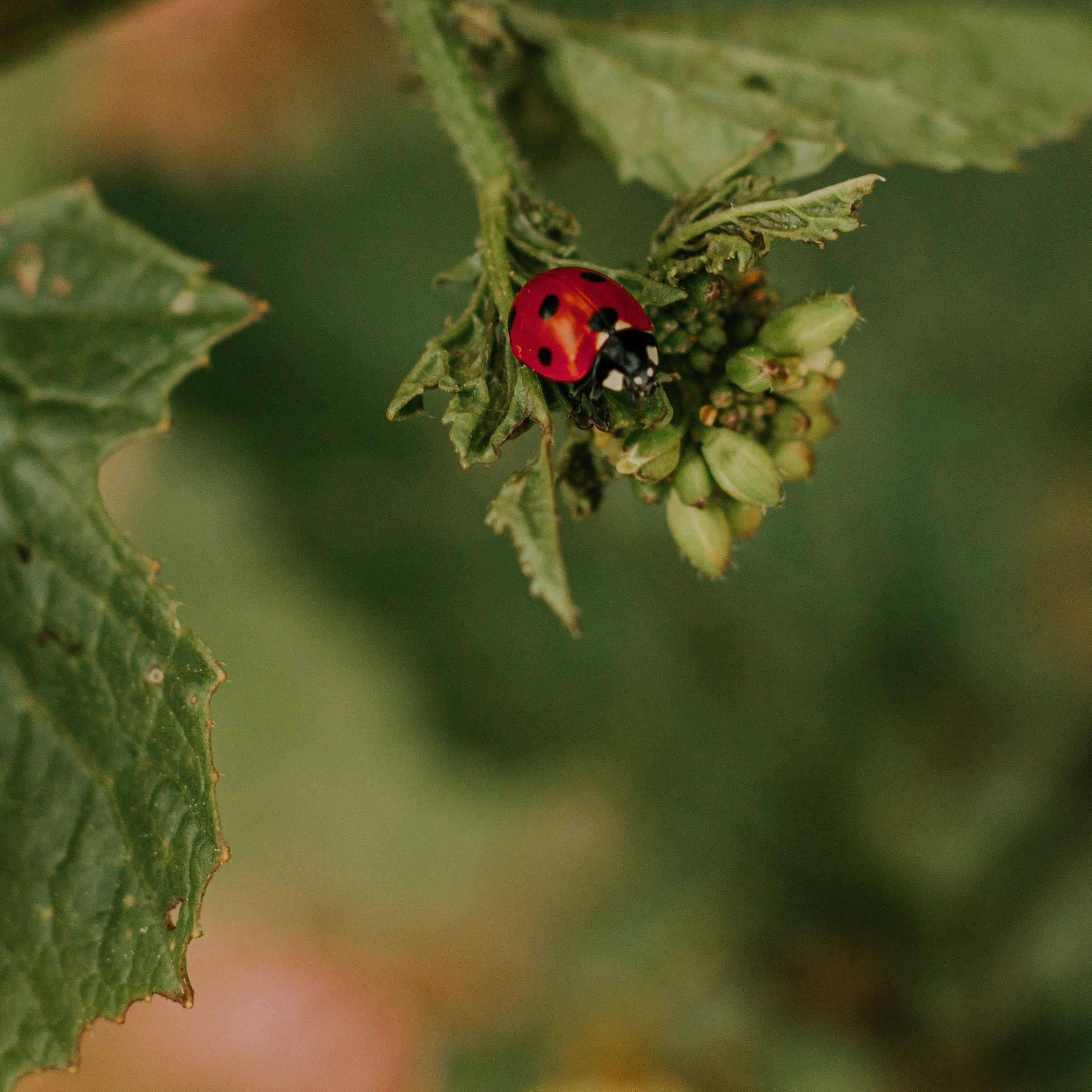Red ladybug on green leaf in close up photography during daytime photo ...