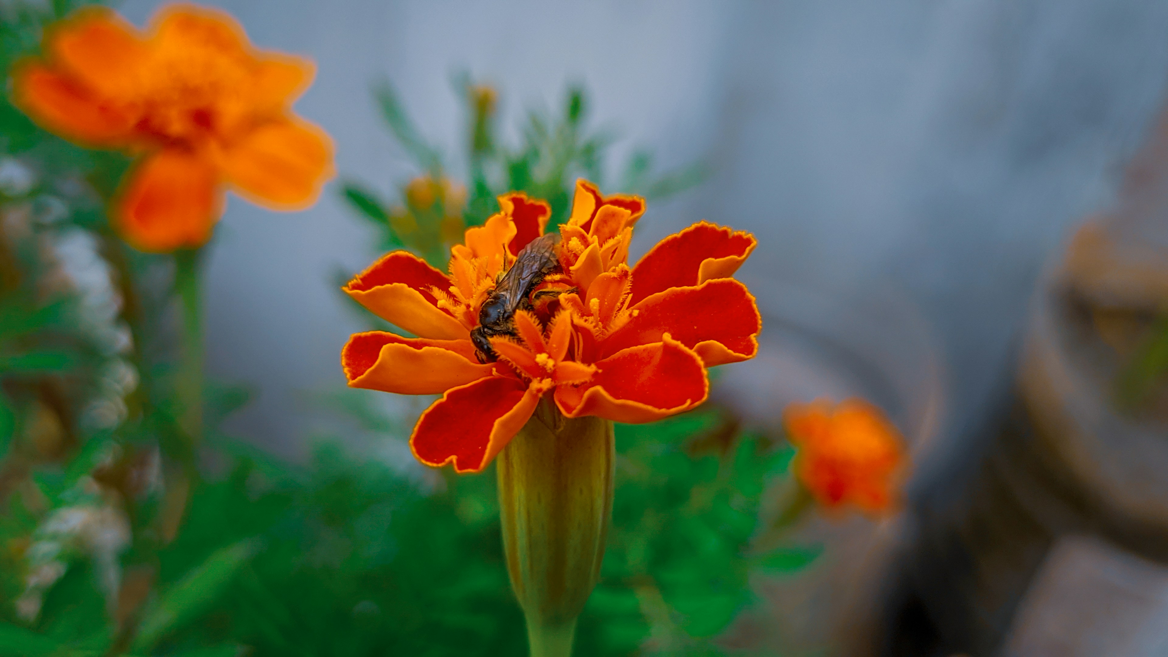 Close-up photograph of a bright orange marigold with a bee on its petals, against a soft, blurred background.