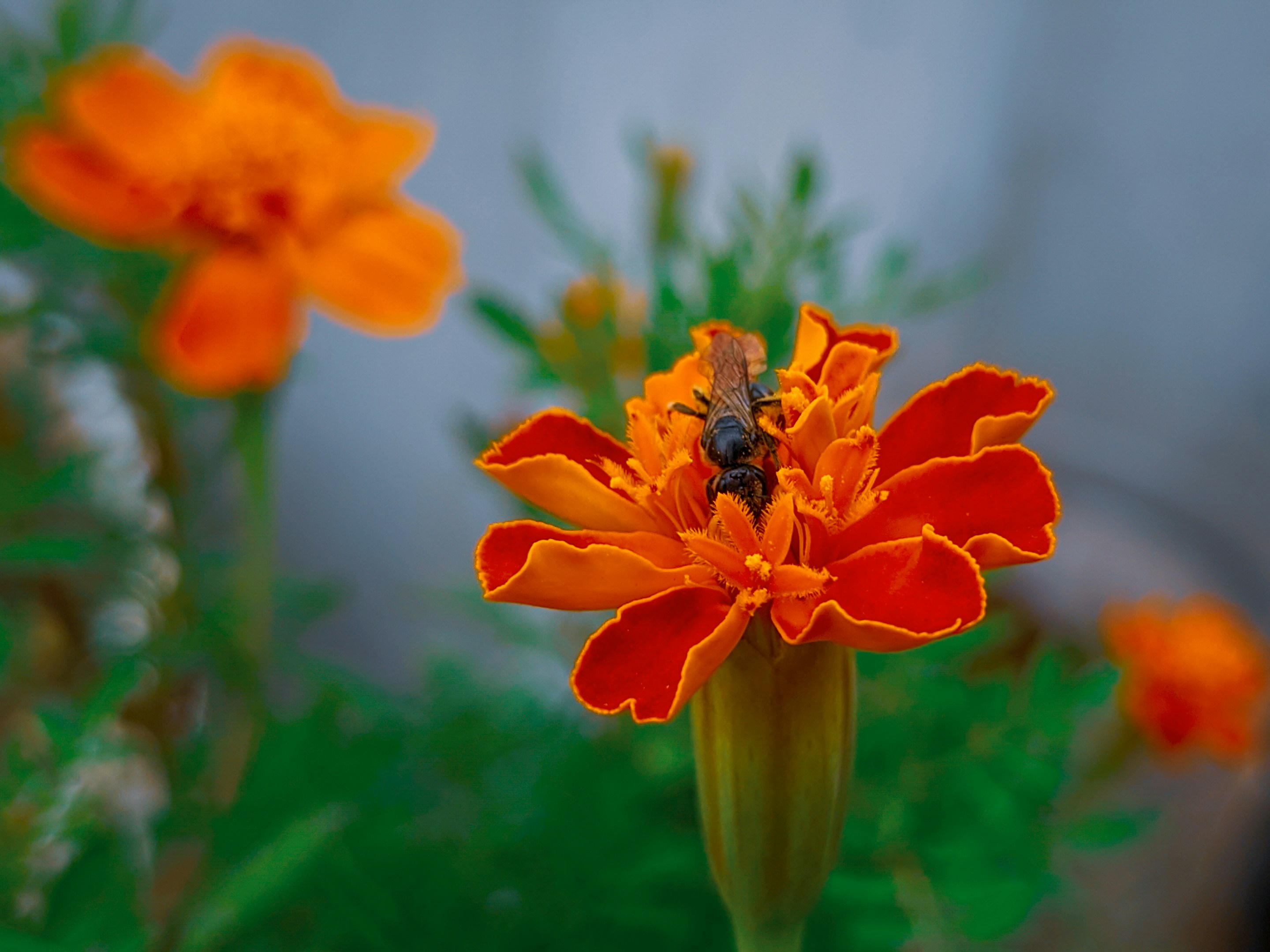 Sample photo from Oppo A9 2020