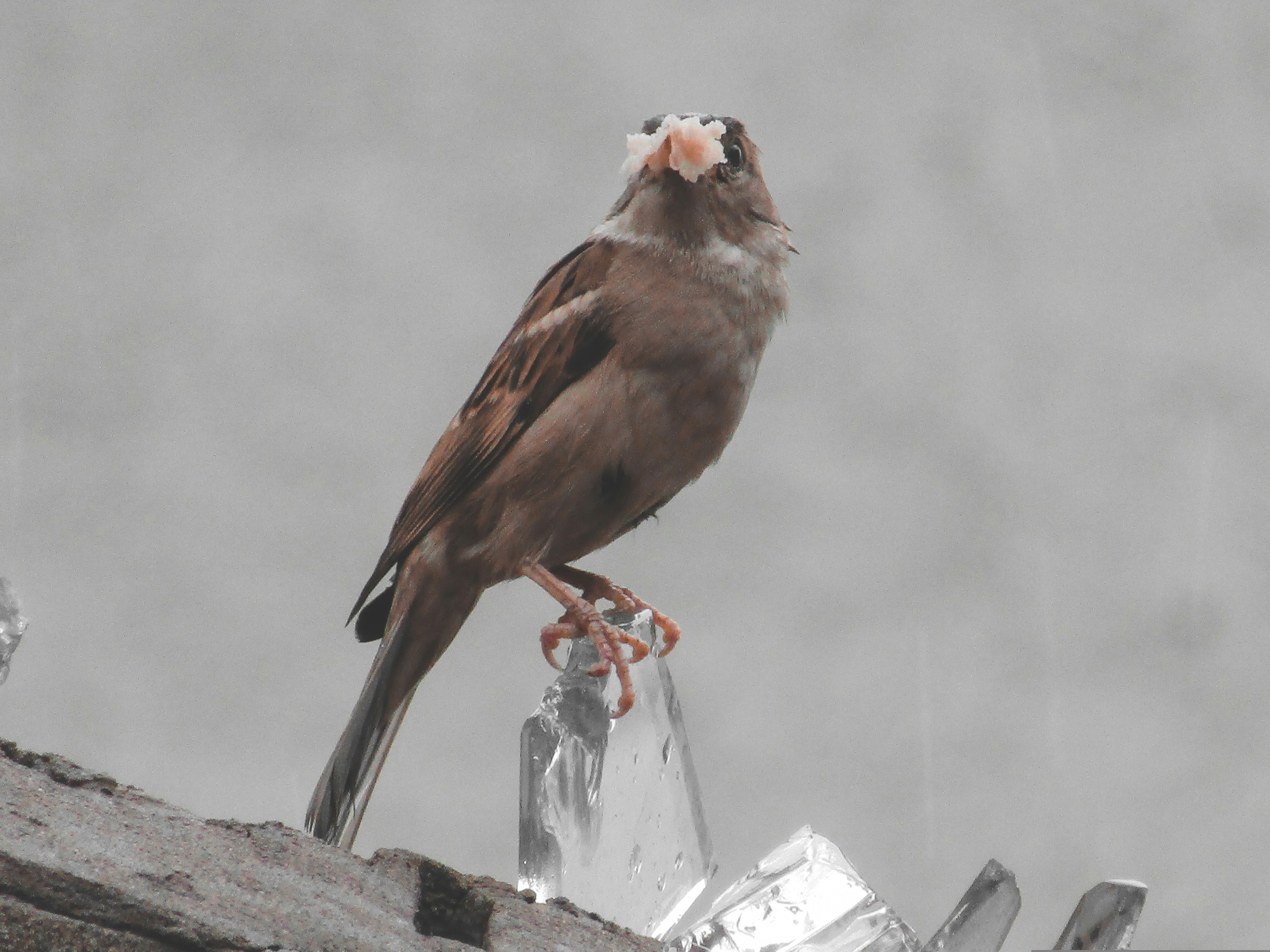 Bird perched on a jagged edge, showcasing its unique features while foraging for food. The contrasting background emphasizes its details.