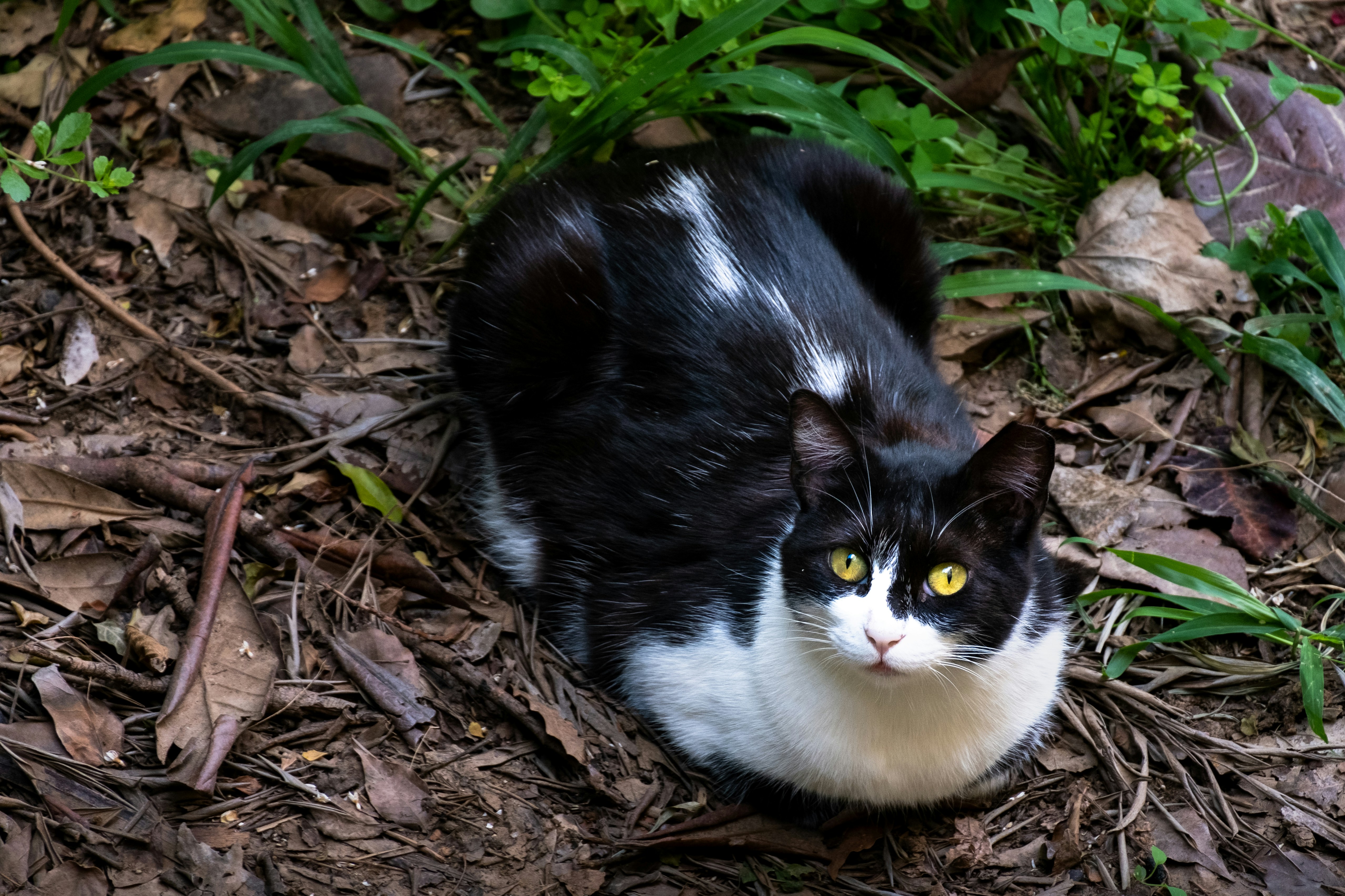 Cat in a Leafy Bed: A Black-and-White Portrait with Golden Gaze