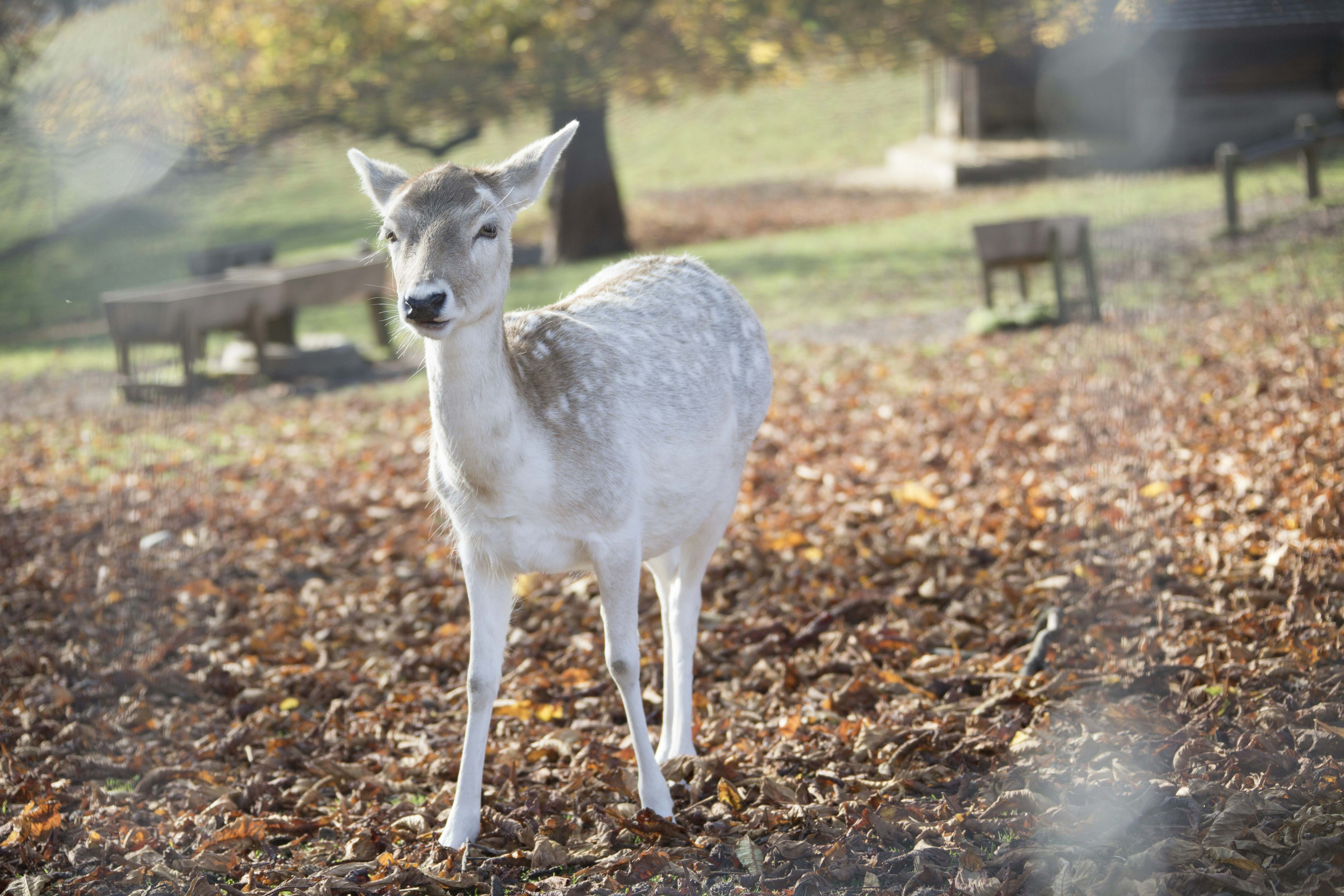 Reh in Tierpark