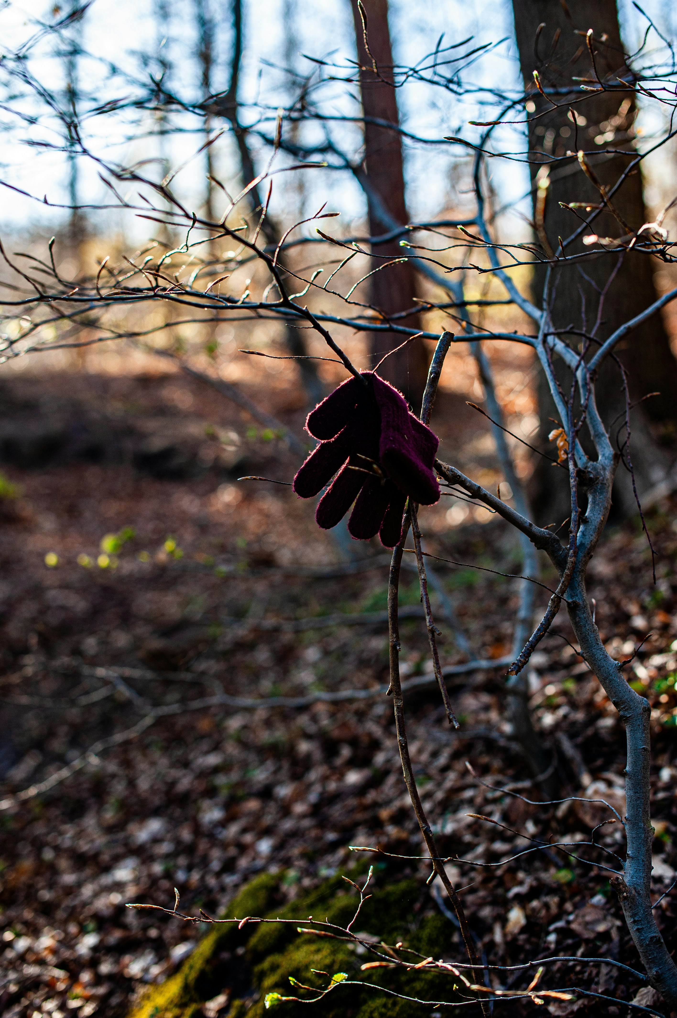 Maroon Glove in a Winter Thicket: Quiet Light Through Bare Branches