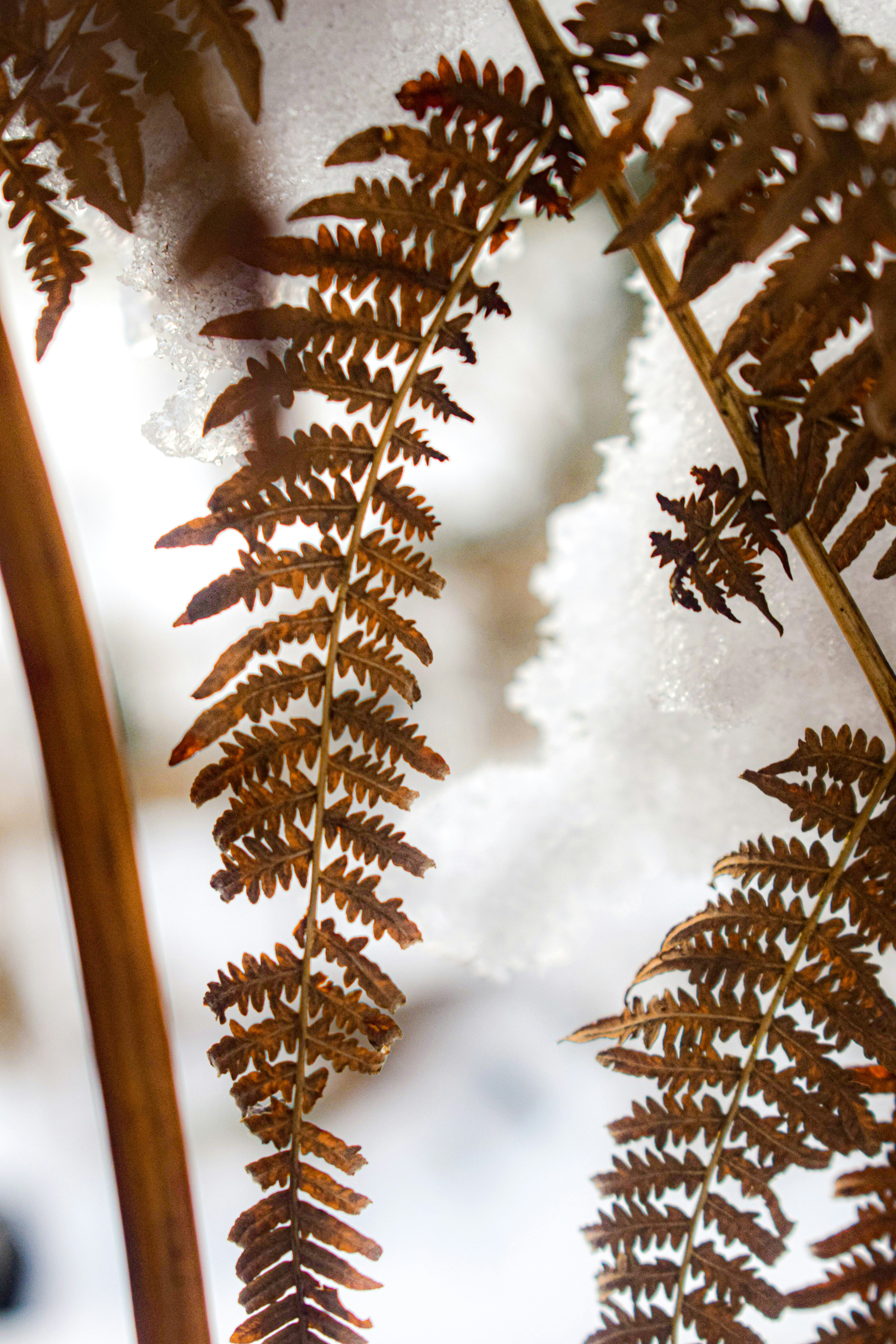 Brown leaves on brown wooden stick photo – Free Fern Image on Unsplash