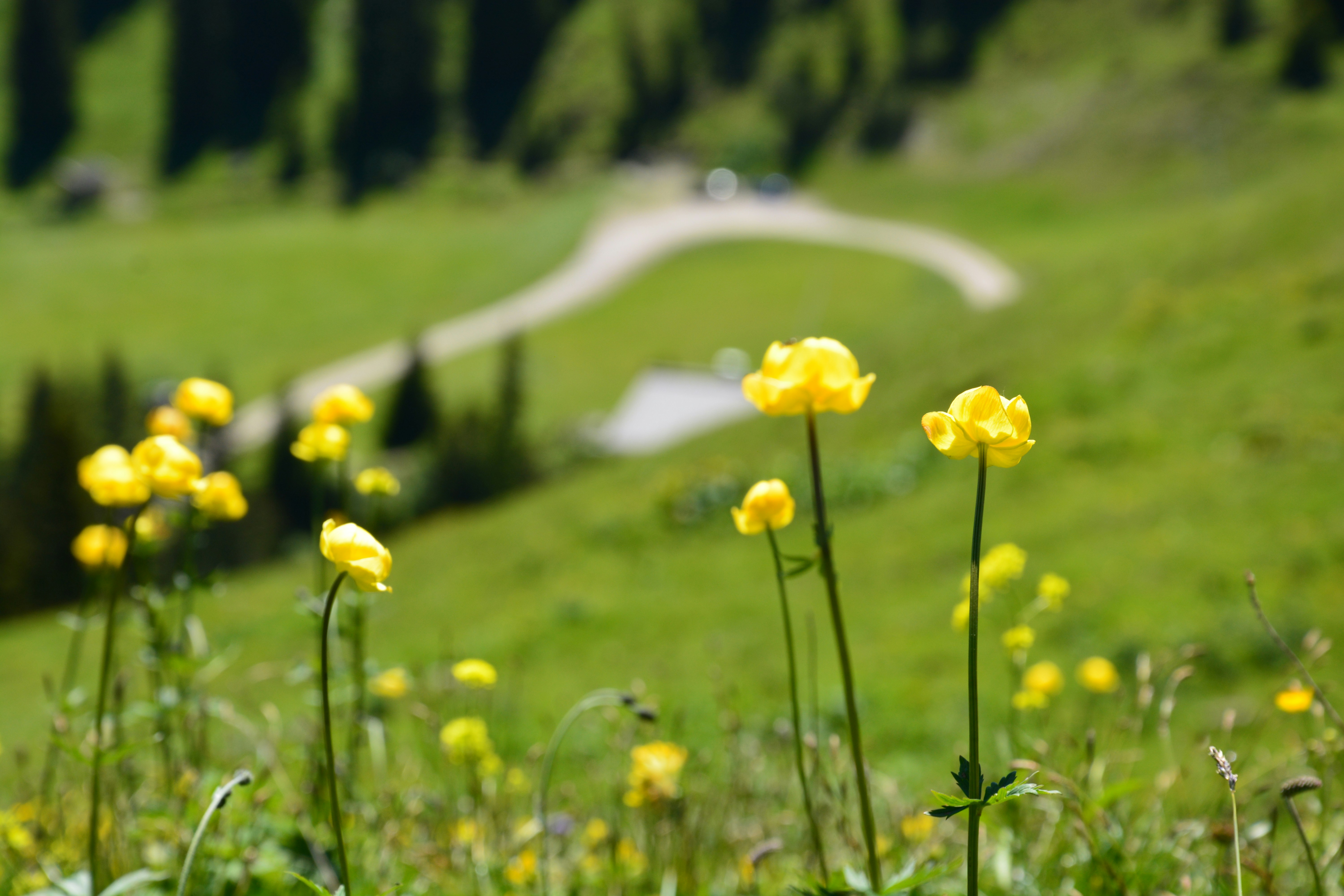 Vibrant yellow wildflowers stand tall in a lush green meadow, leading the eye toward a winding path in the background.