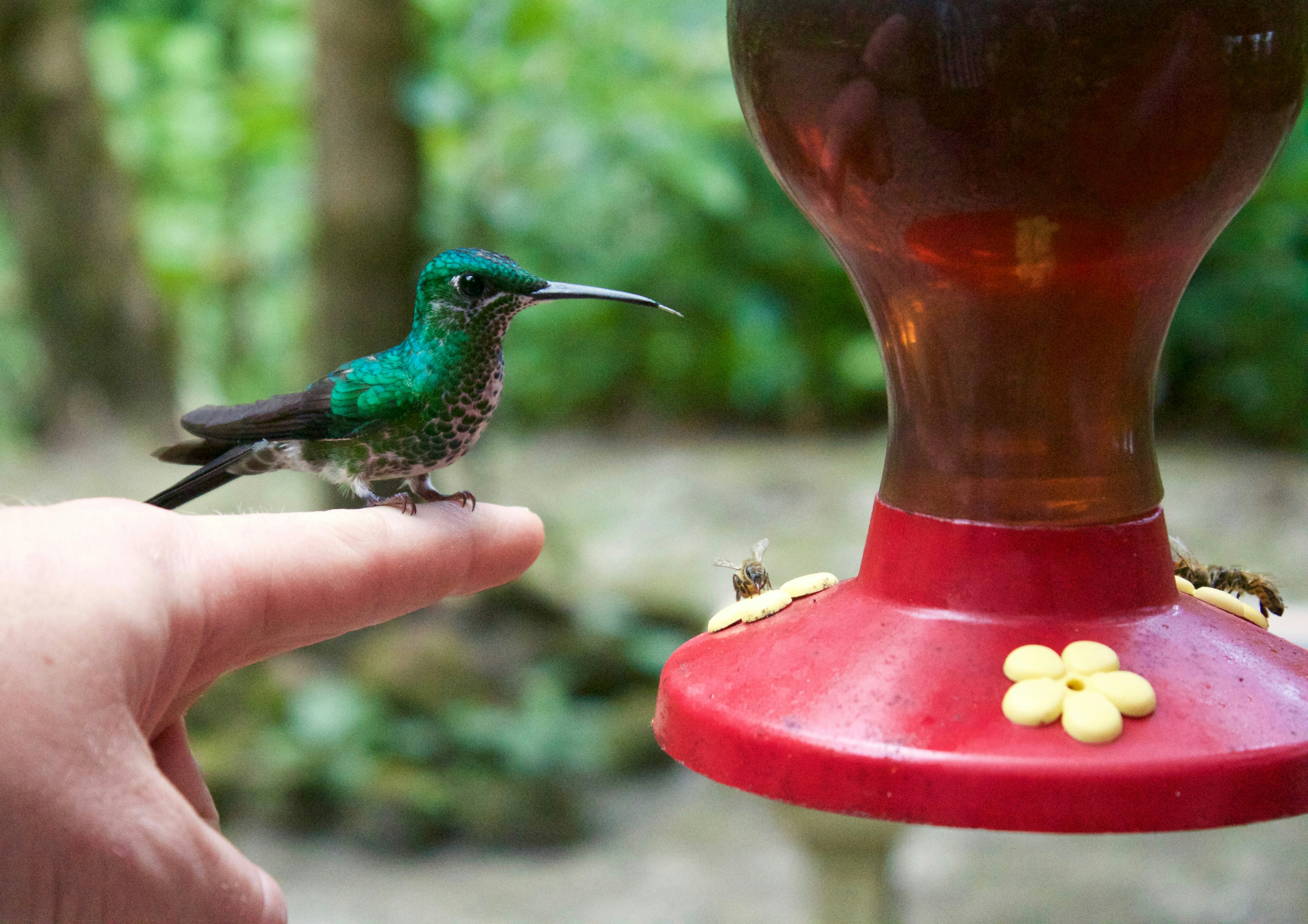 Hummingbird perched on a finger near a red feeder in a lush garden.