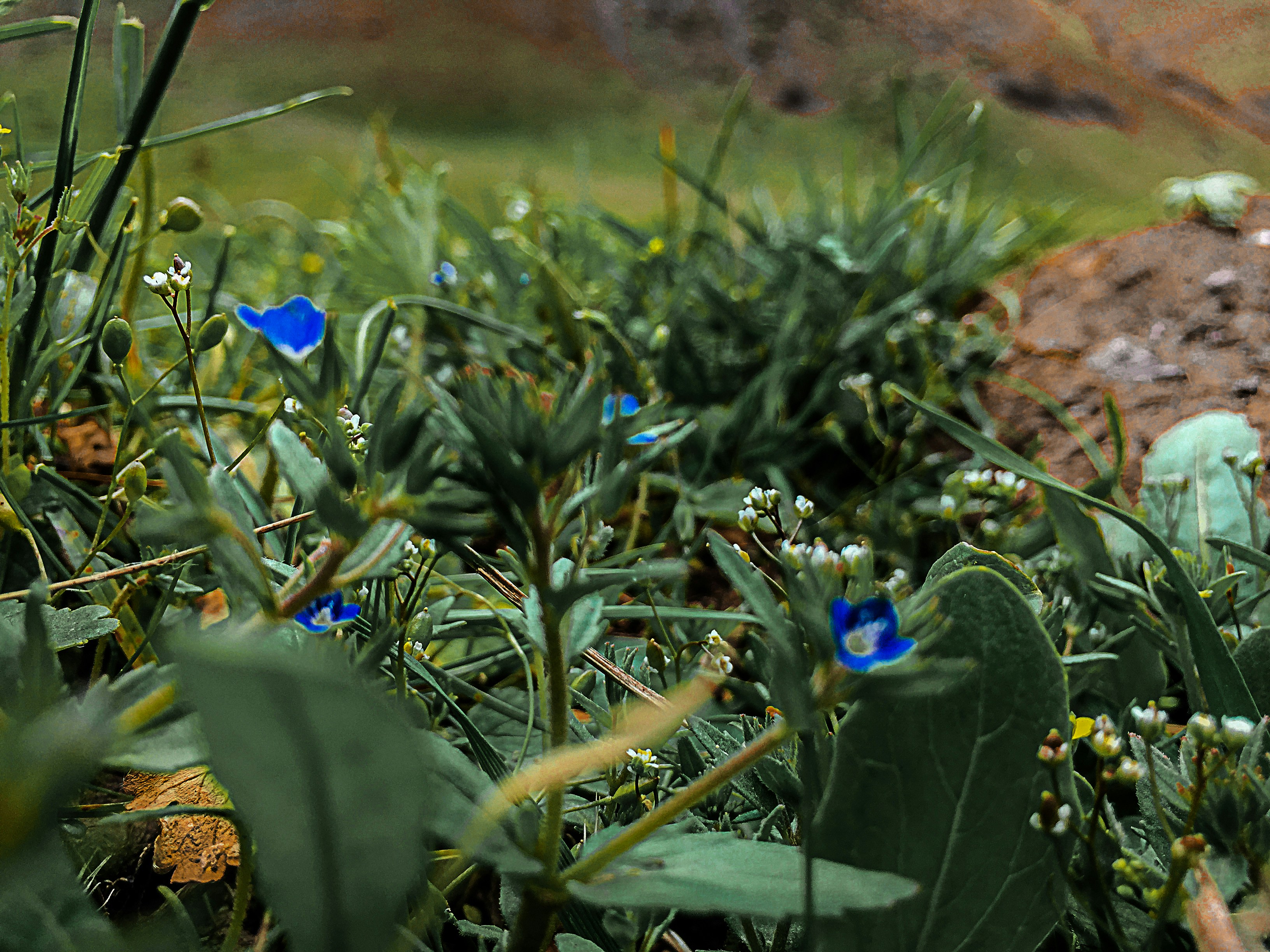 Close-up of vibrant blue flowers amidst green foliage in a lush meadow.