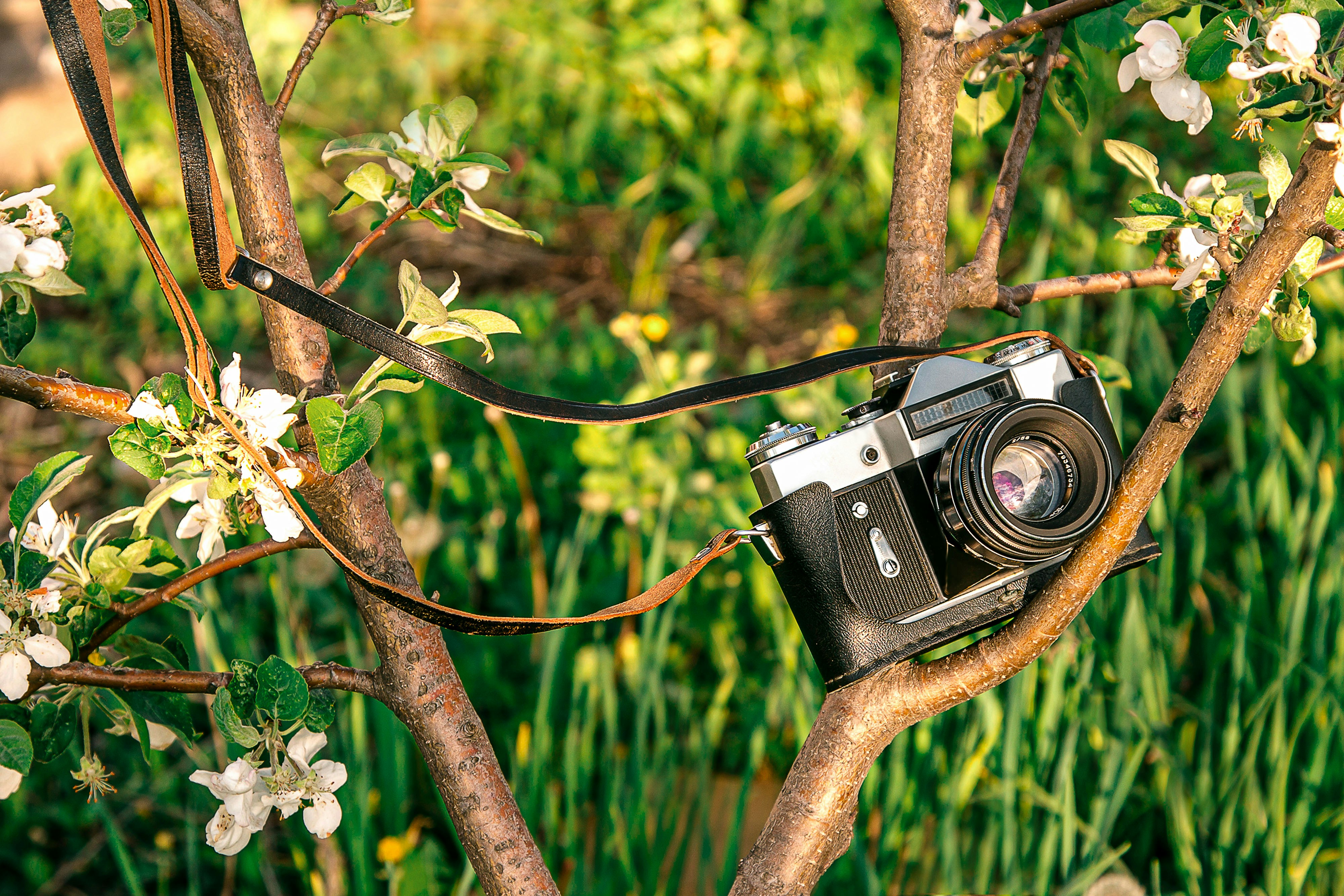Black and silver dslr camera on brown tree branch photo – Free Camera ...