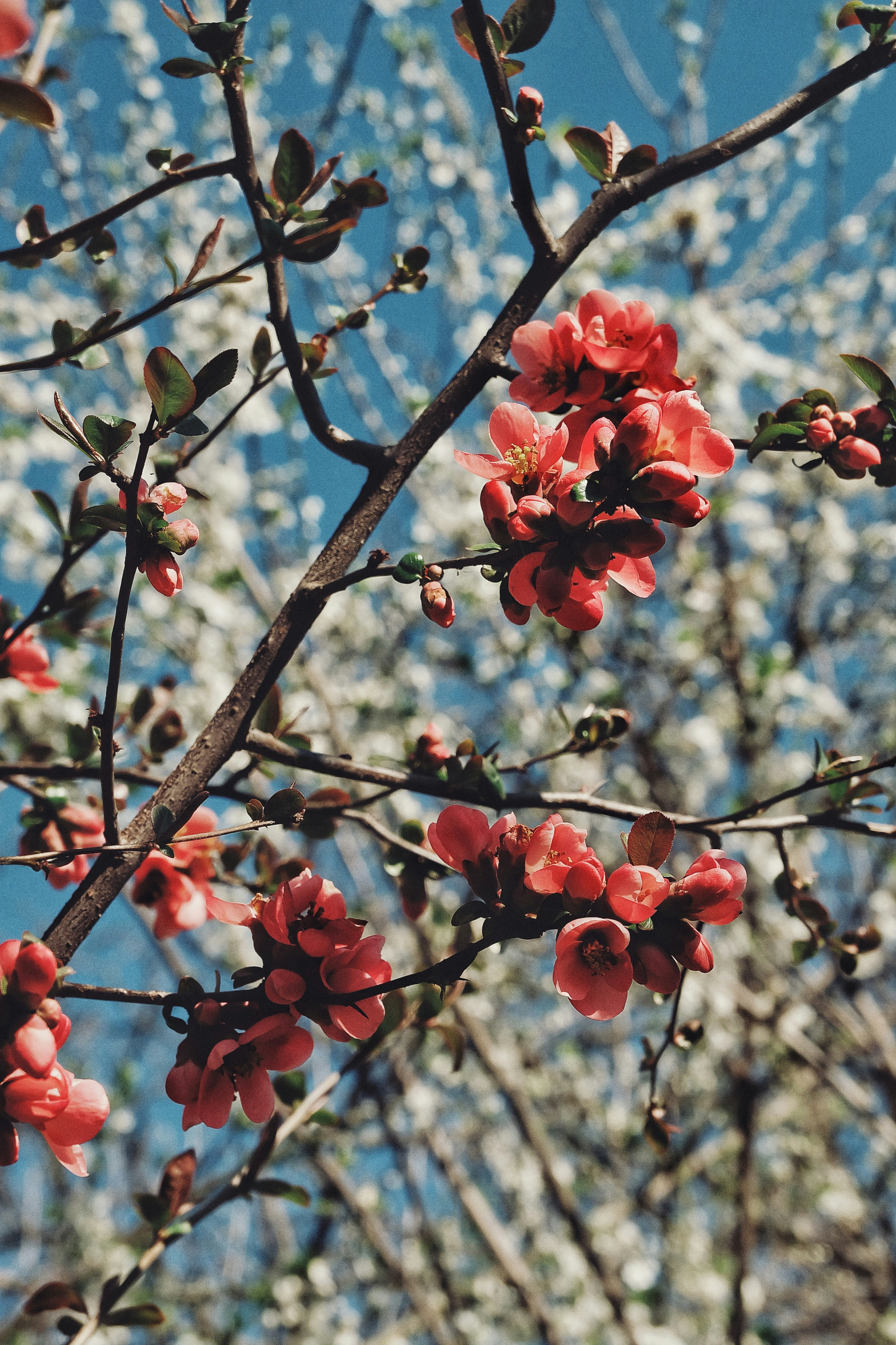 Close-up photograph of bright red blossoms on slender branches against a clear blue sky.