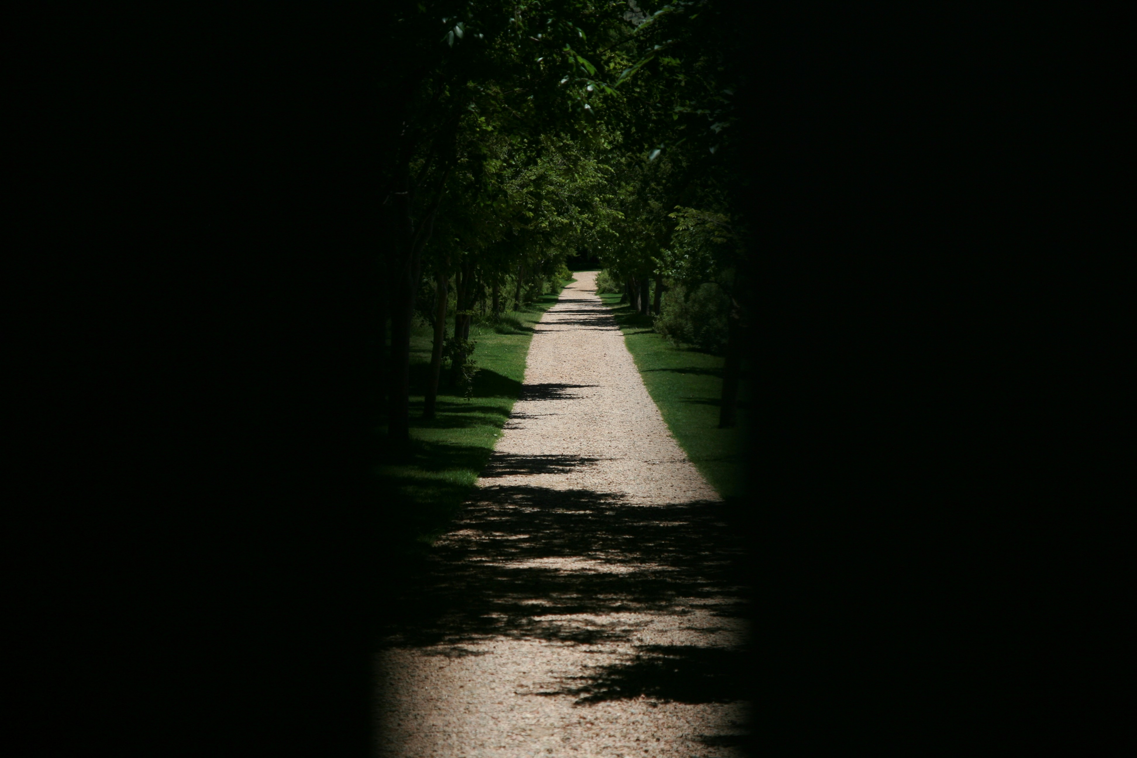 Verdant Corridor: Sunlit Path Through a Shadowed Canopy
