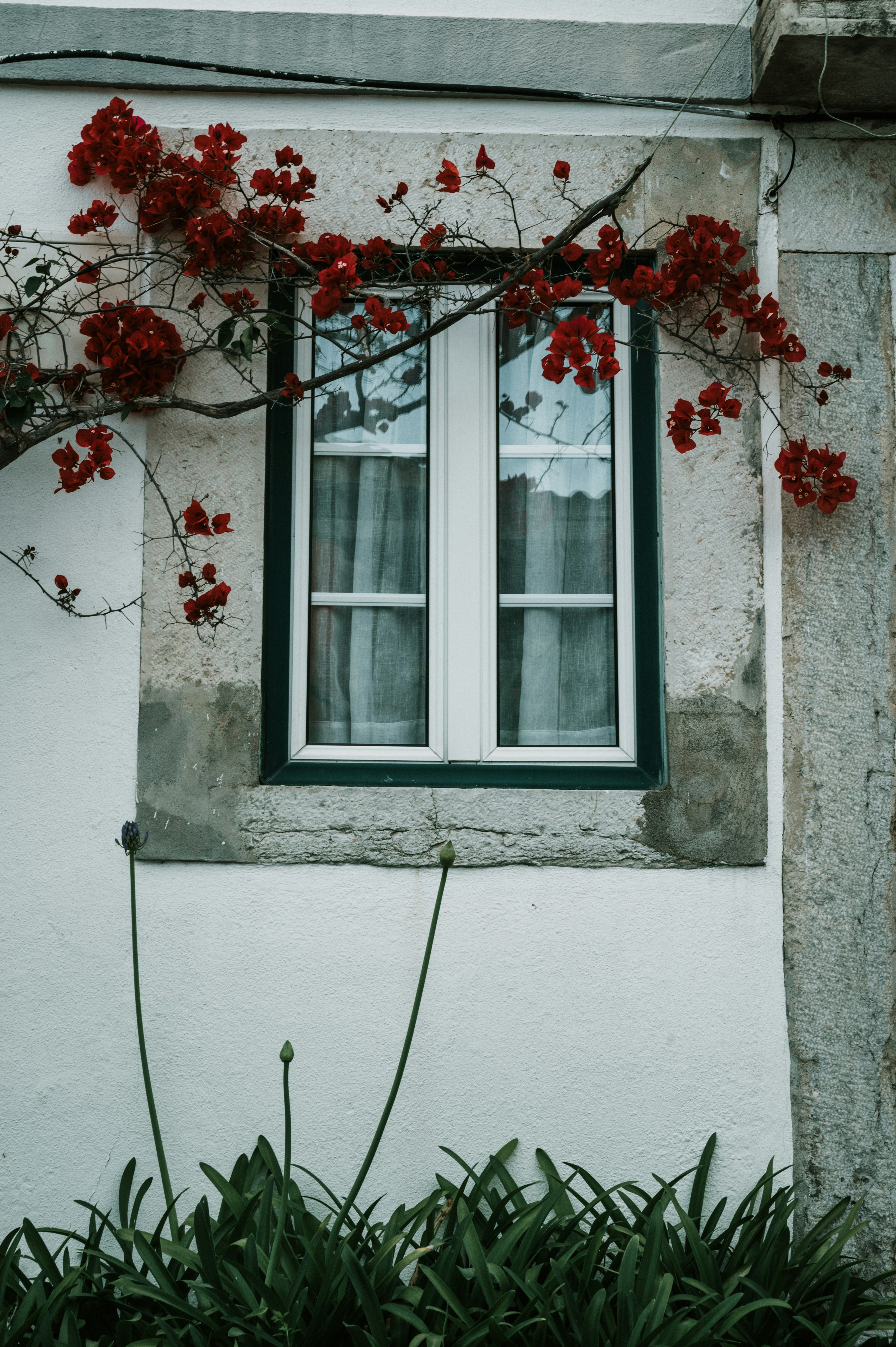Vibrant red bougainvillea blossoms cascade over a rustic window framed by textured stone, contrasting with the soft green foliage below.