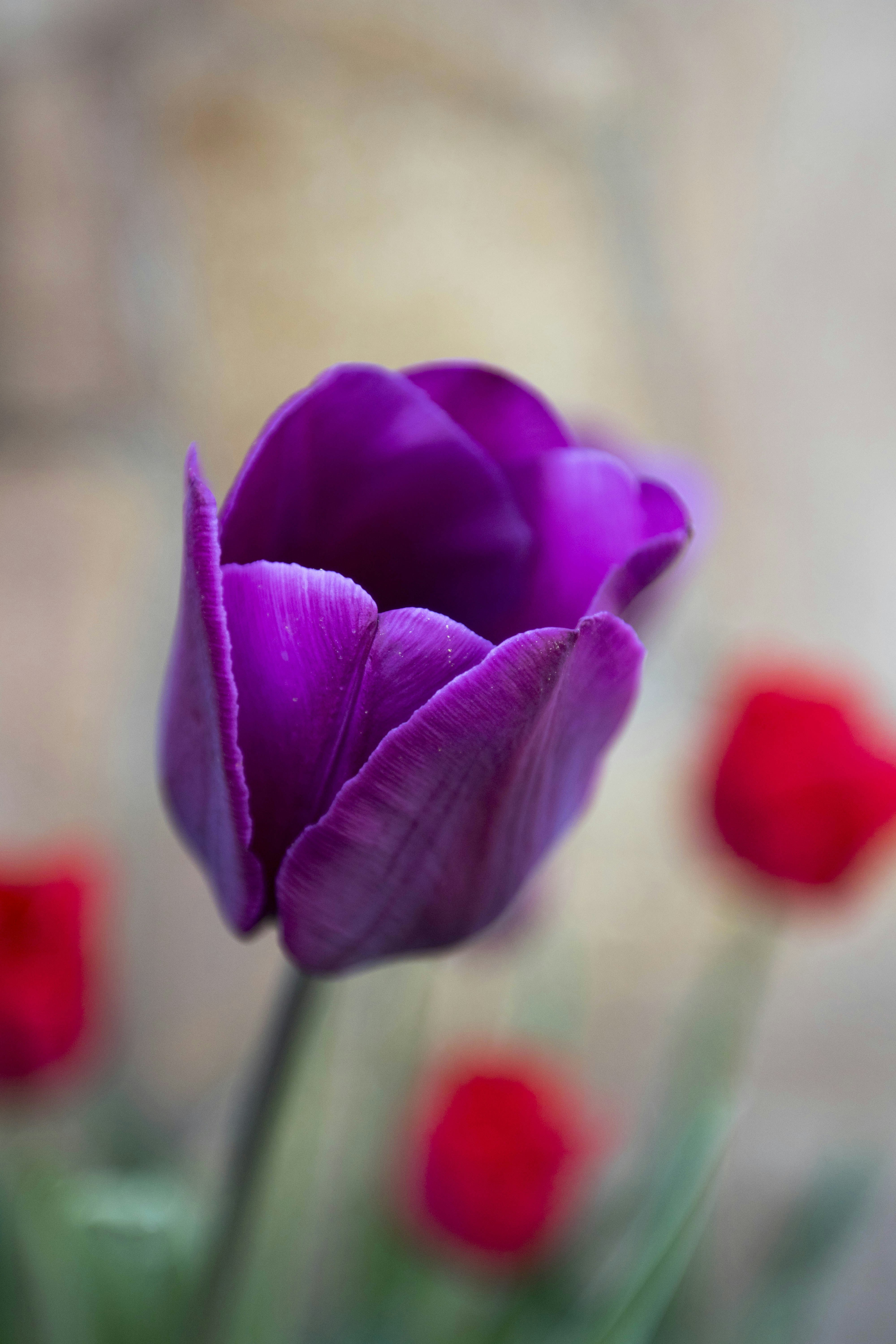 A vibrant purple tulip stands out in sharp focus, surrounded by soft red blooms in the background. The delicate petals showcase intricate textures.