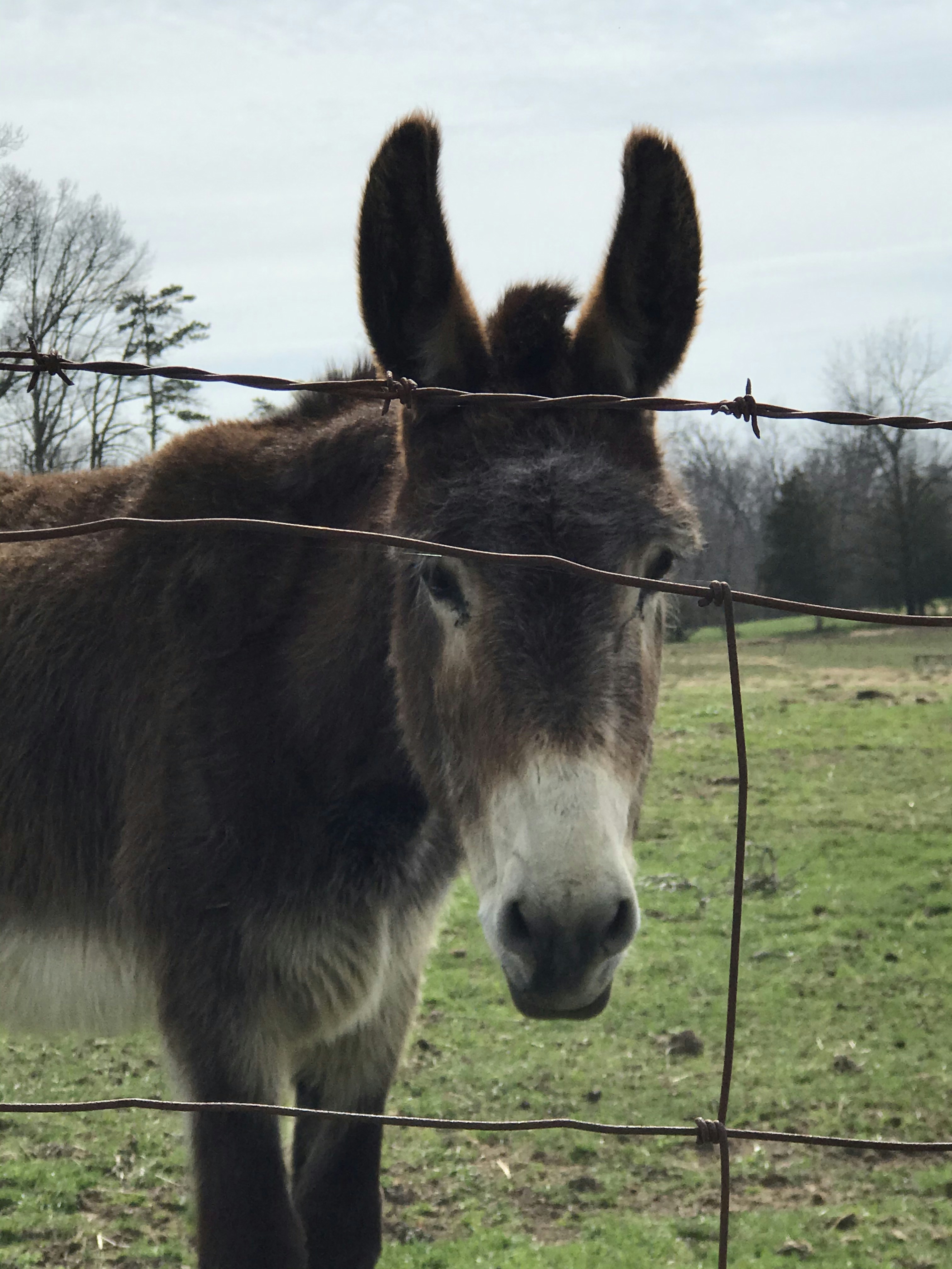 The Curious Donkey Behind the Fence