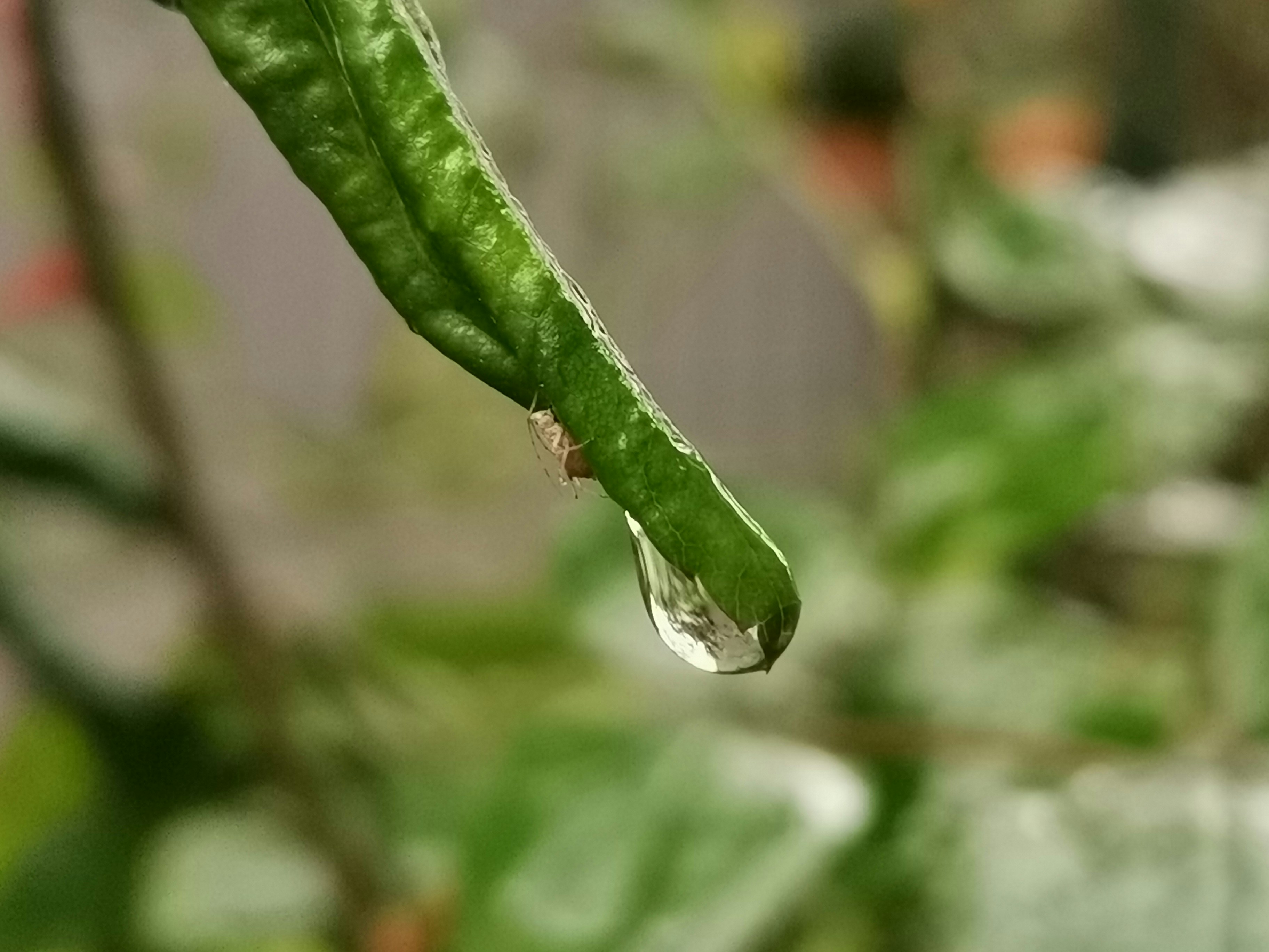 Liquid Teardrop on a Leaf Edge: A Quiet Macro Moment