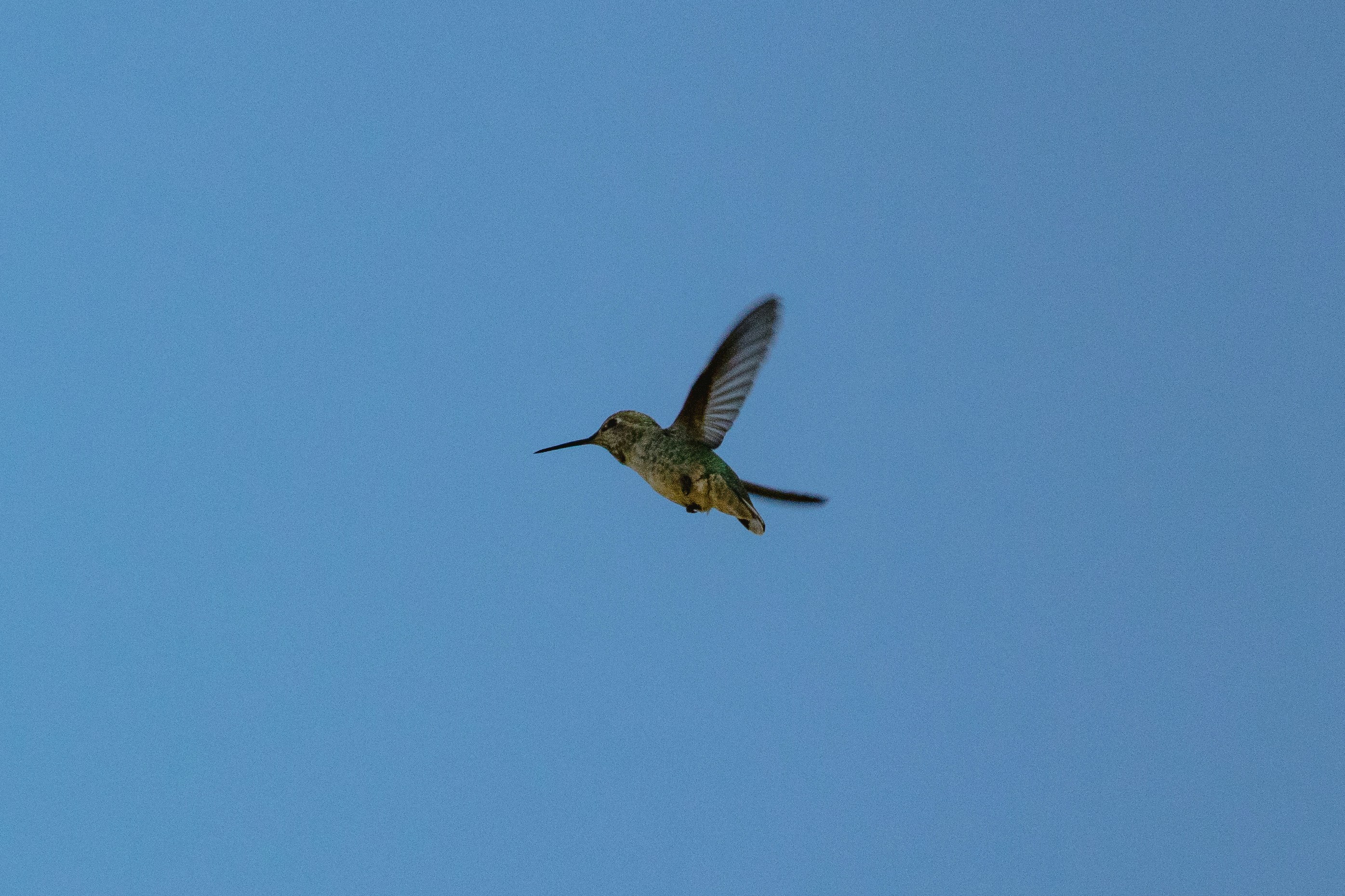 Azure Sky Ballet: Hummingbird in Free Flight