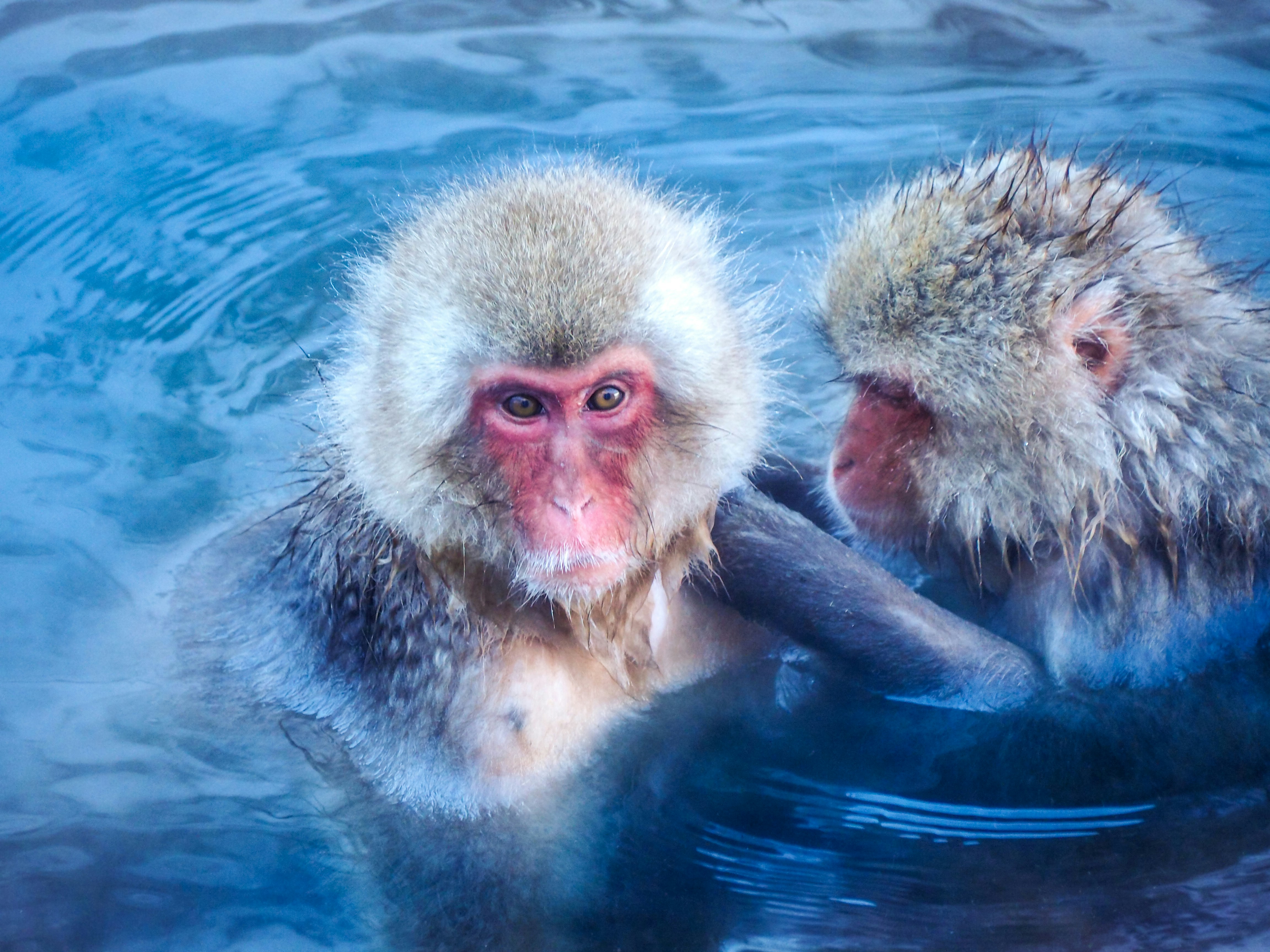 Two Asian Monkeys in Warm Water