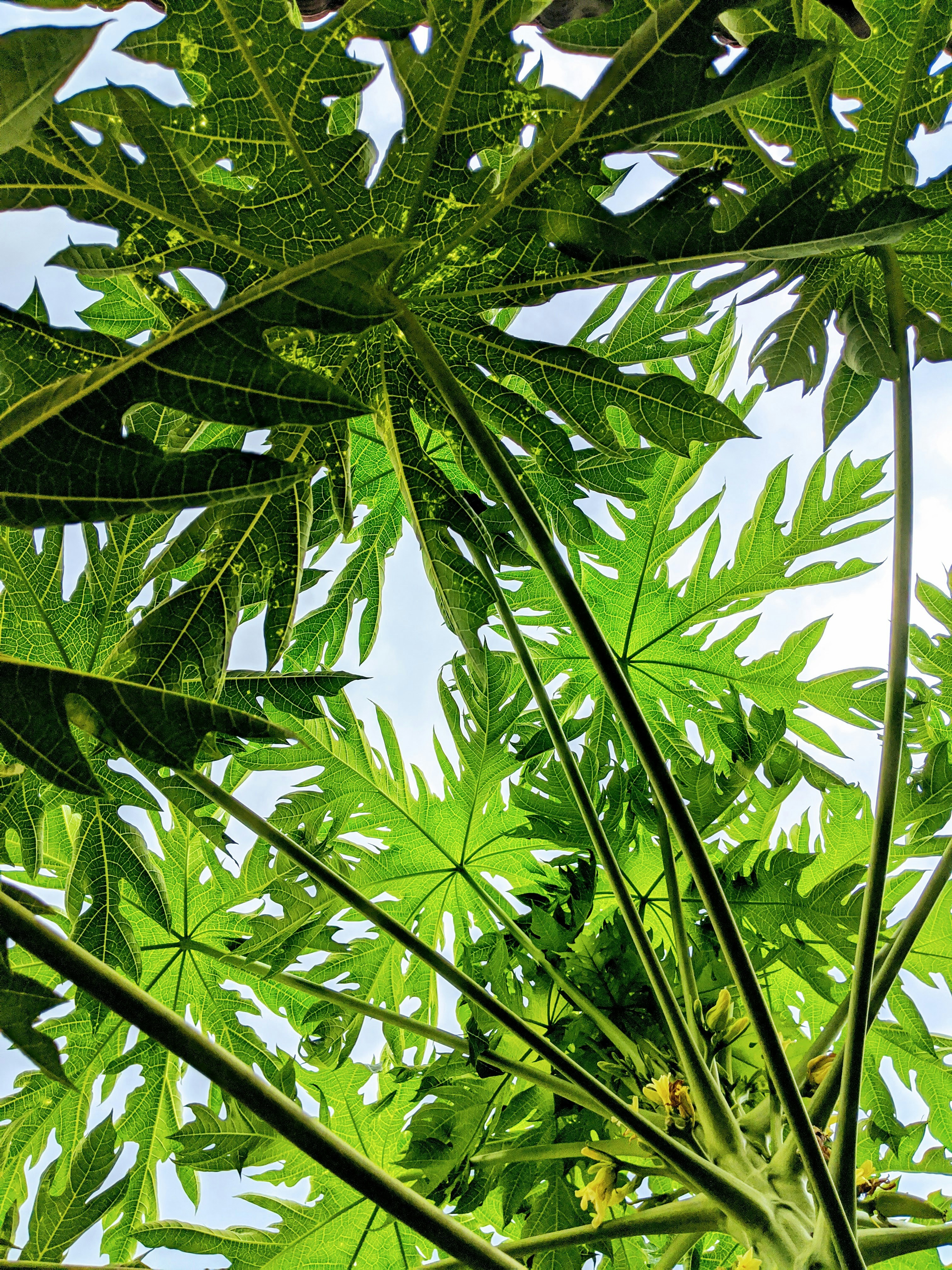 Papaya Tree Pictures | Download Free Images on Unsplash