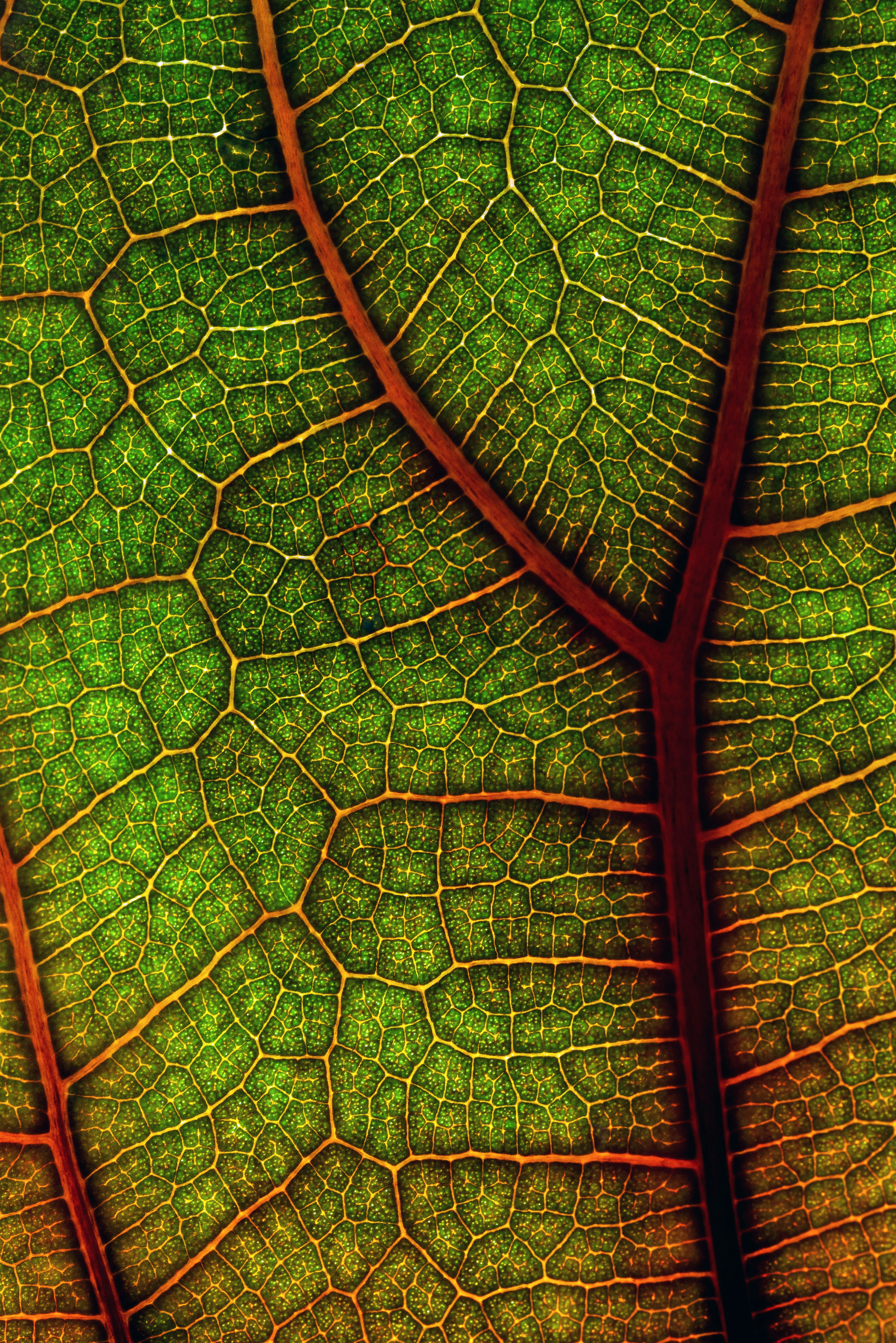 Complementary Colors Pictures | Download Free Images on Unsplash