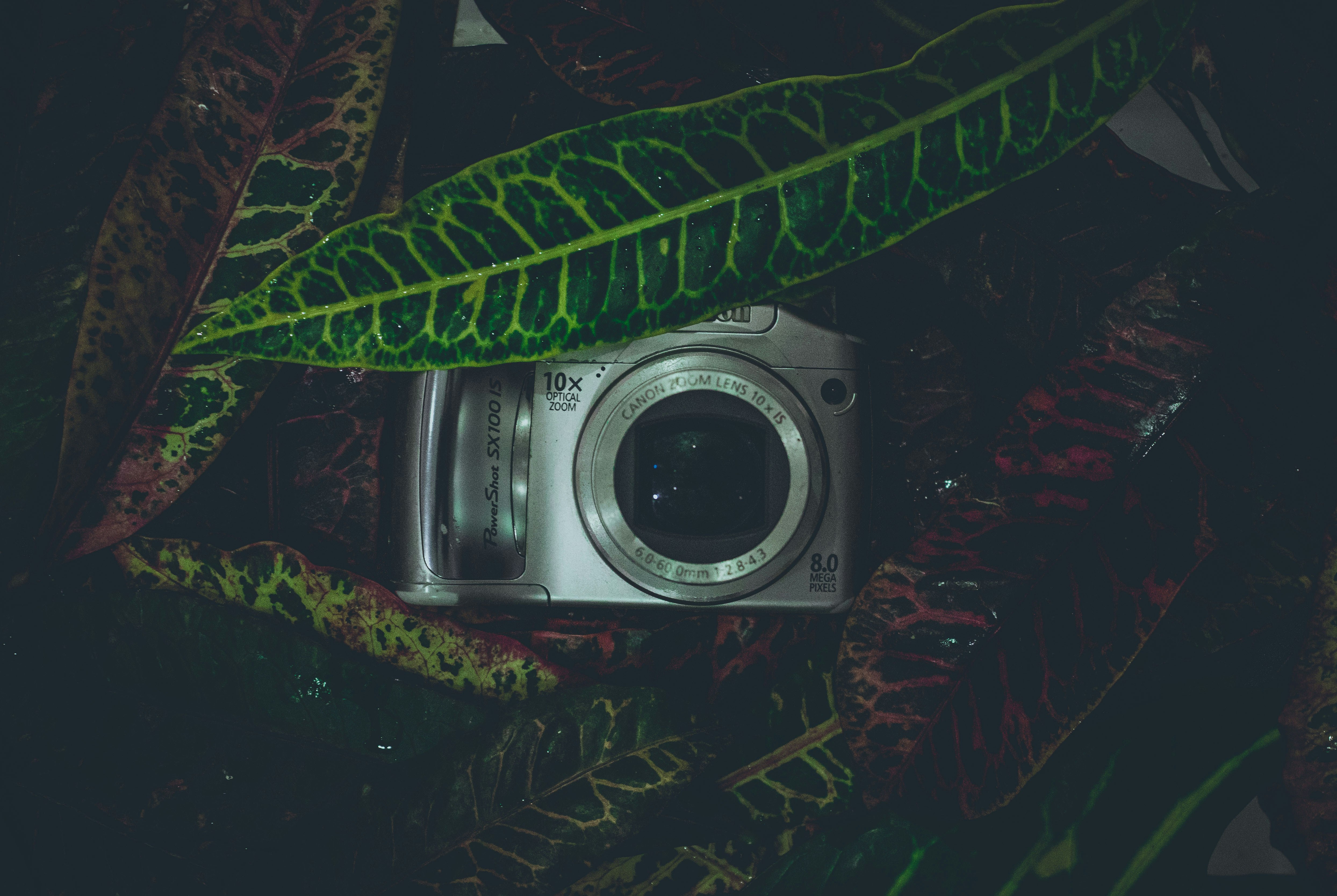 Veiled Lens in the Jungle: A Silver Compact Camera Surrounded by Veined Foliage
