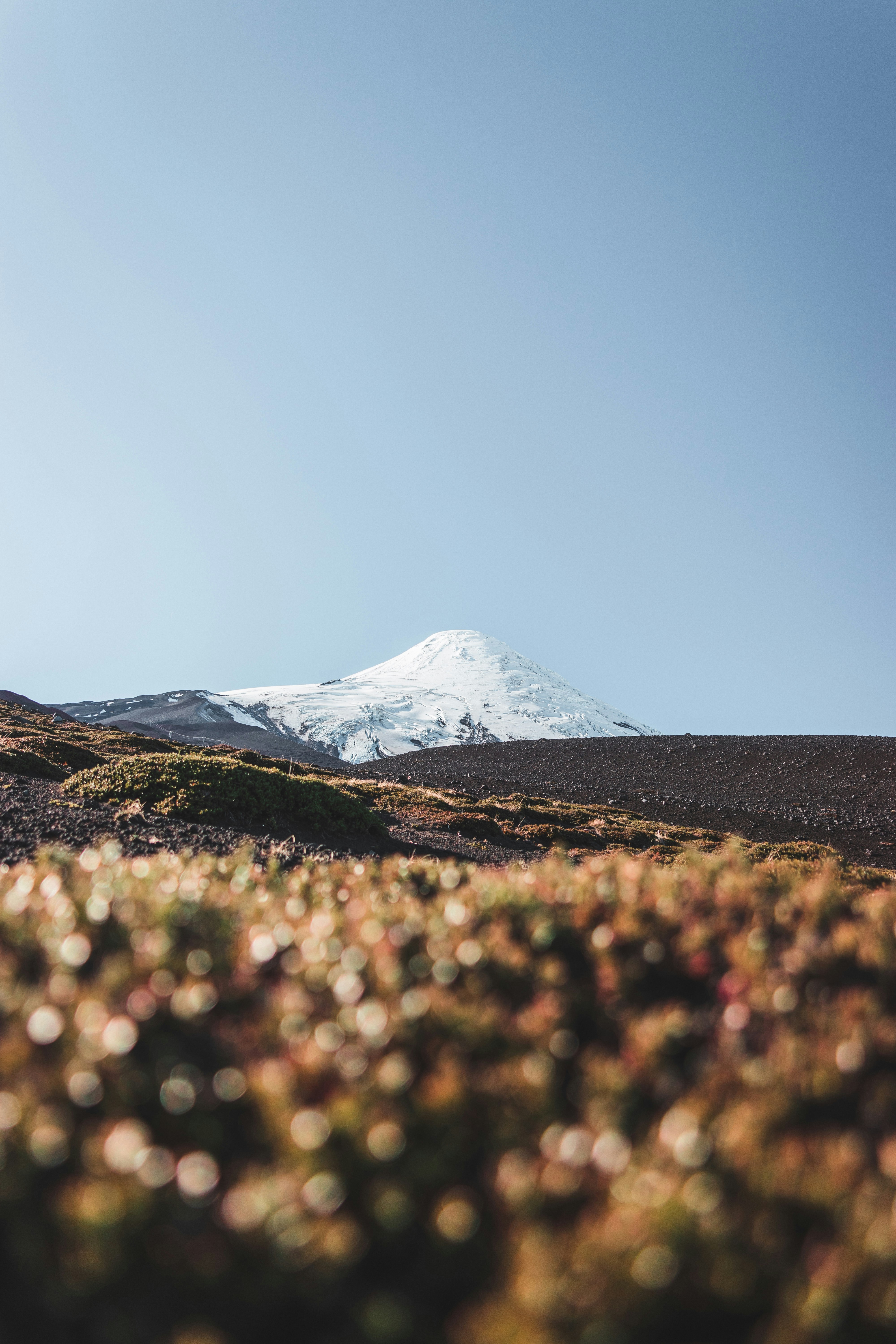 Snow-Capped Summit Reigns Over a Moorland Bloom