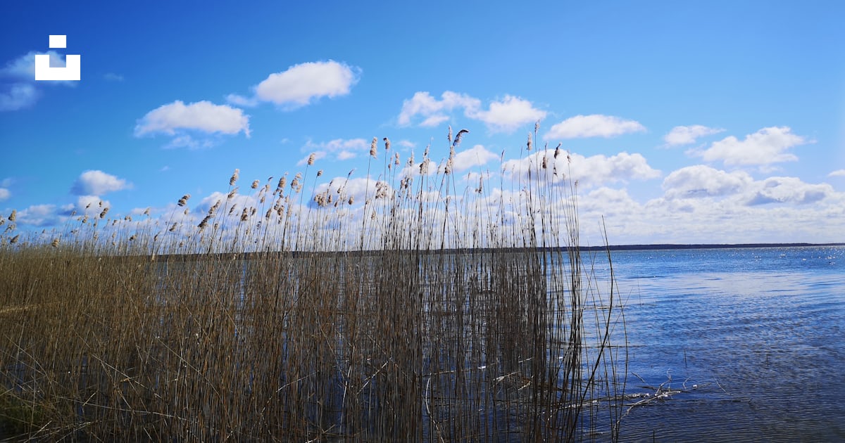 Brown Grass Near Body Of Water During Daytime Photo Free Juodkrantė