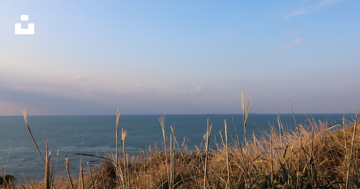 Brown Grass Near Body Of Water During Daytime Photo Free Grass Image On Unsplash
