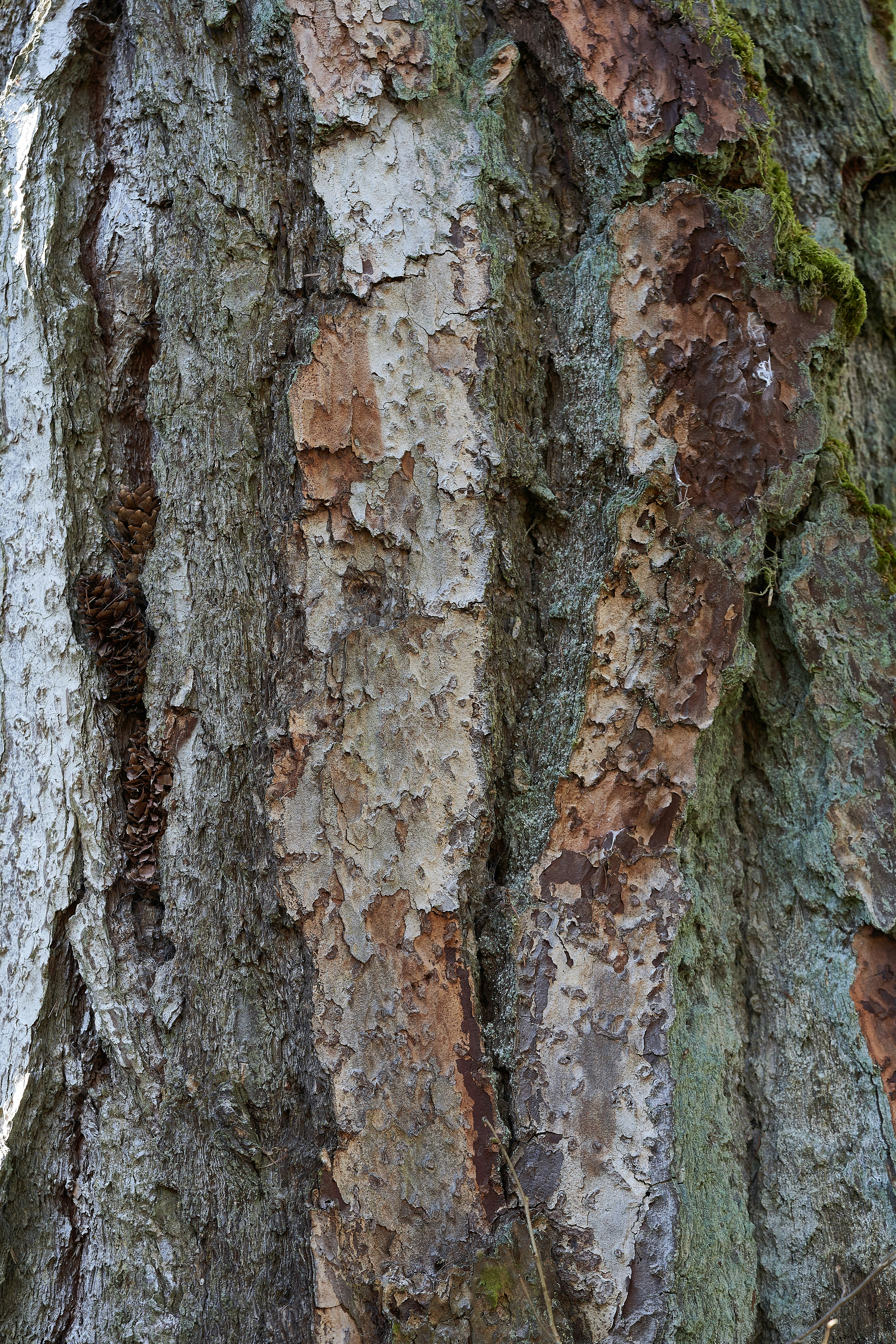 Brown and gray tree trunk photo – Free Grey Image on Unsplash