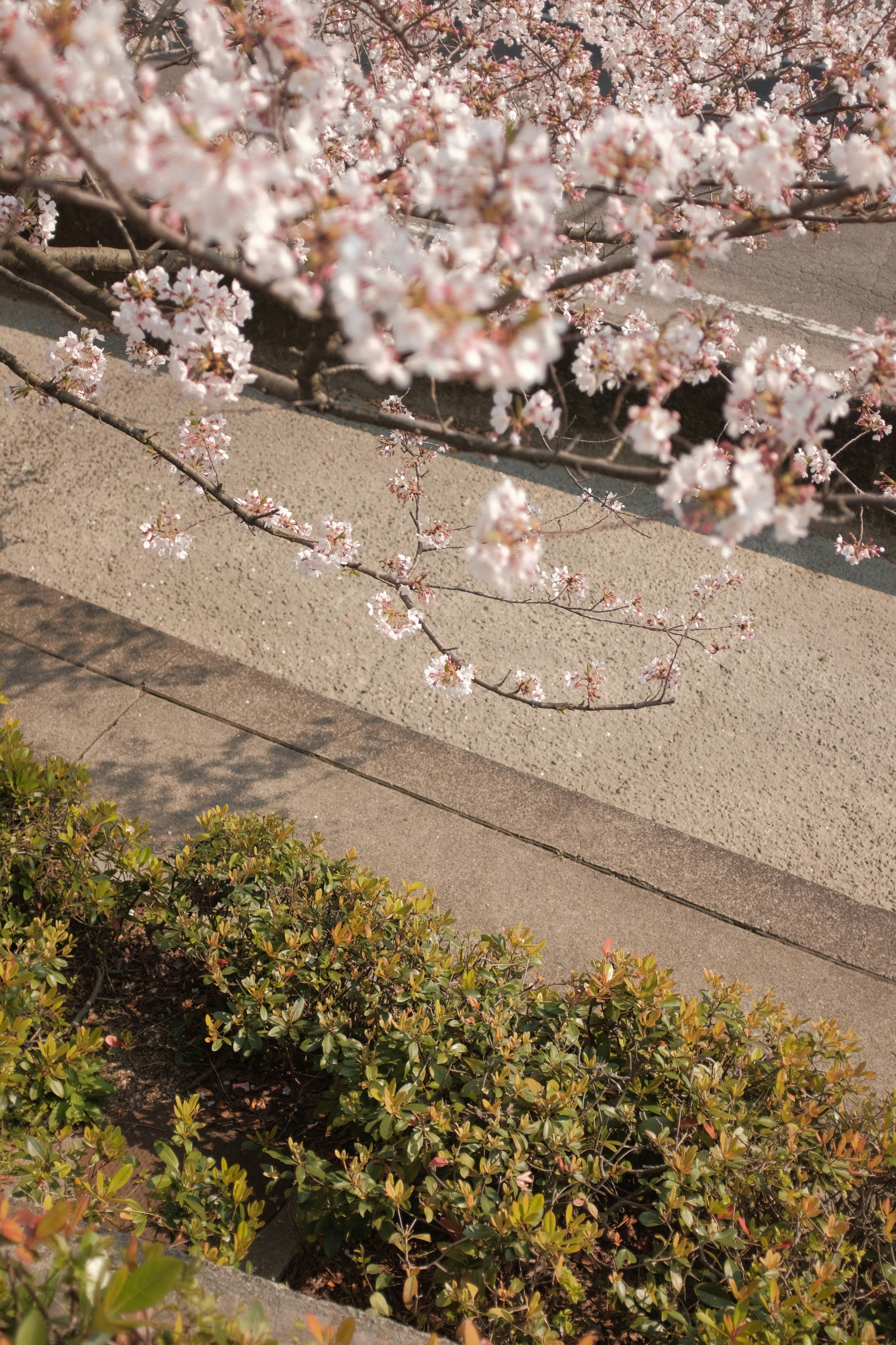 Sakura Canopy Over a Quiet Street