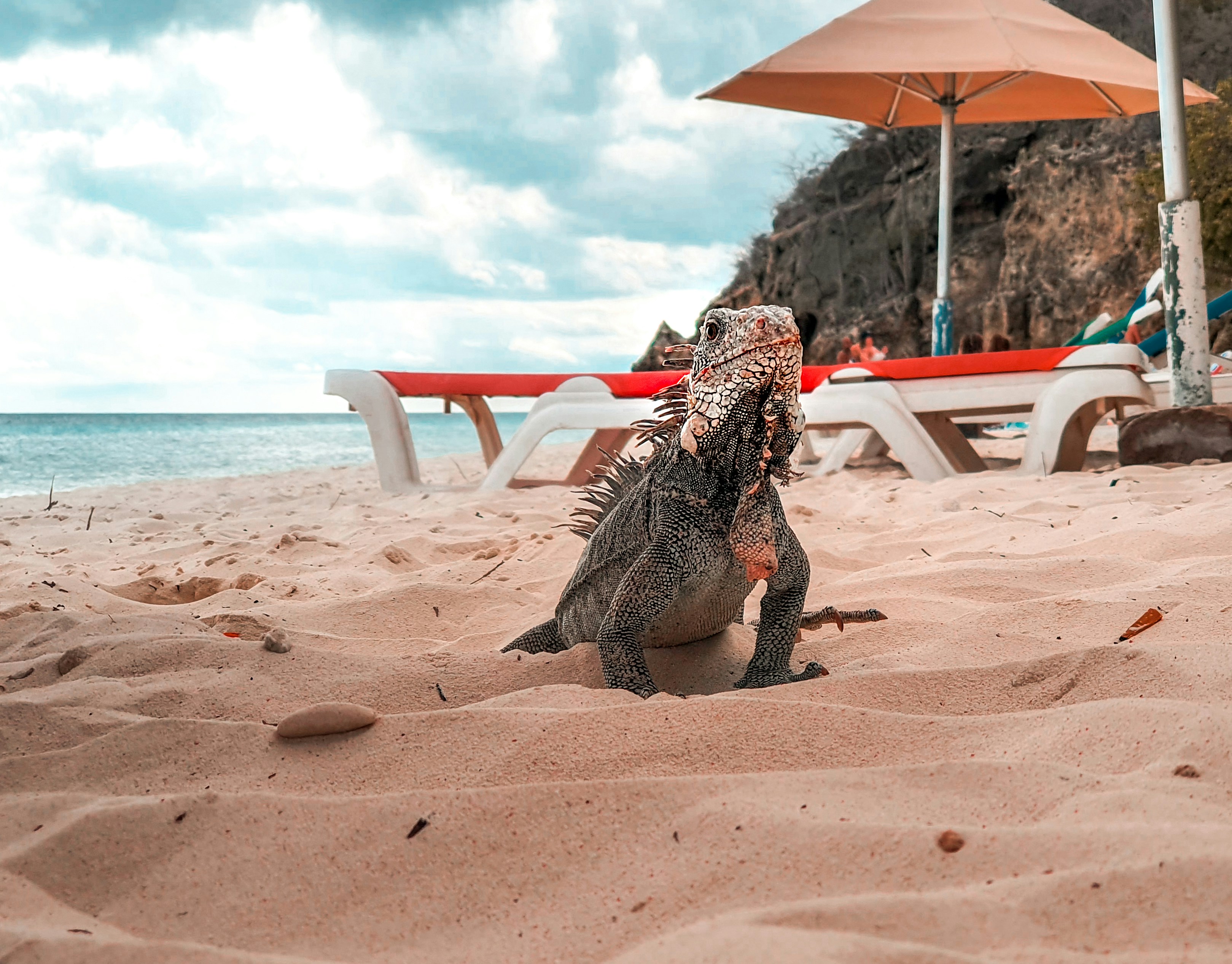 An iguana exploring the sandy beach, with sun loungers and umbrellas in the background. The scene captures a serene moment in a tropical setting.