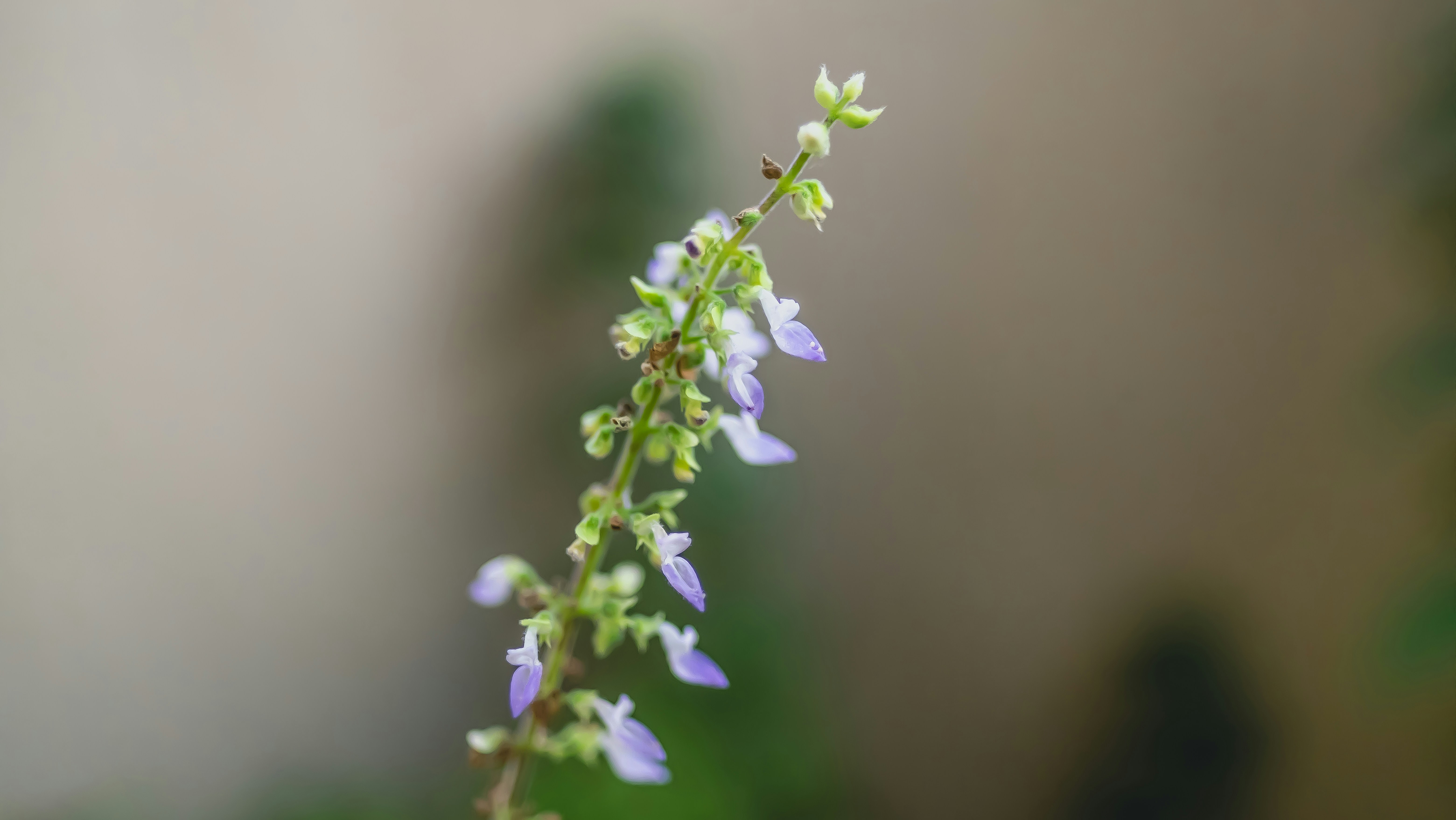Delicate Floral Spire Against a Blurred Backdrop