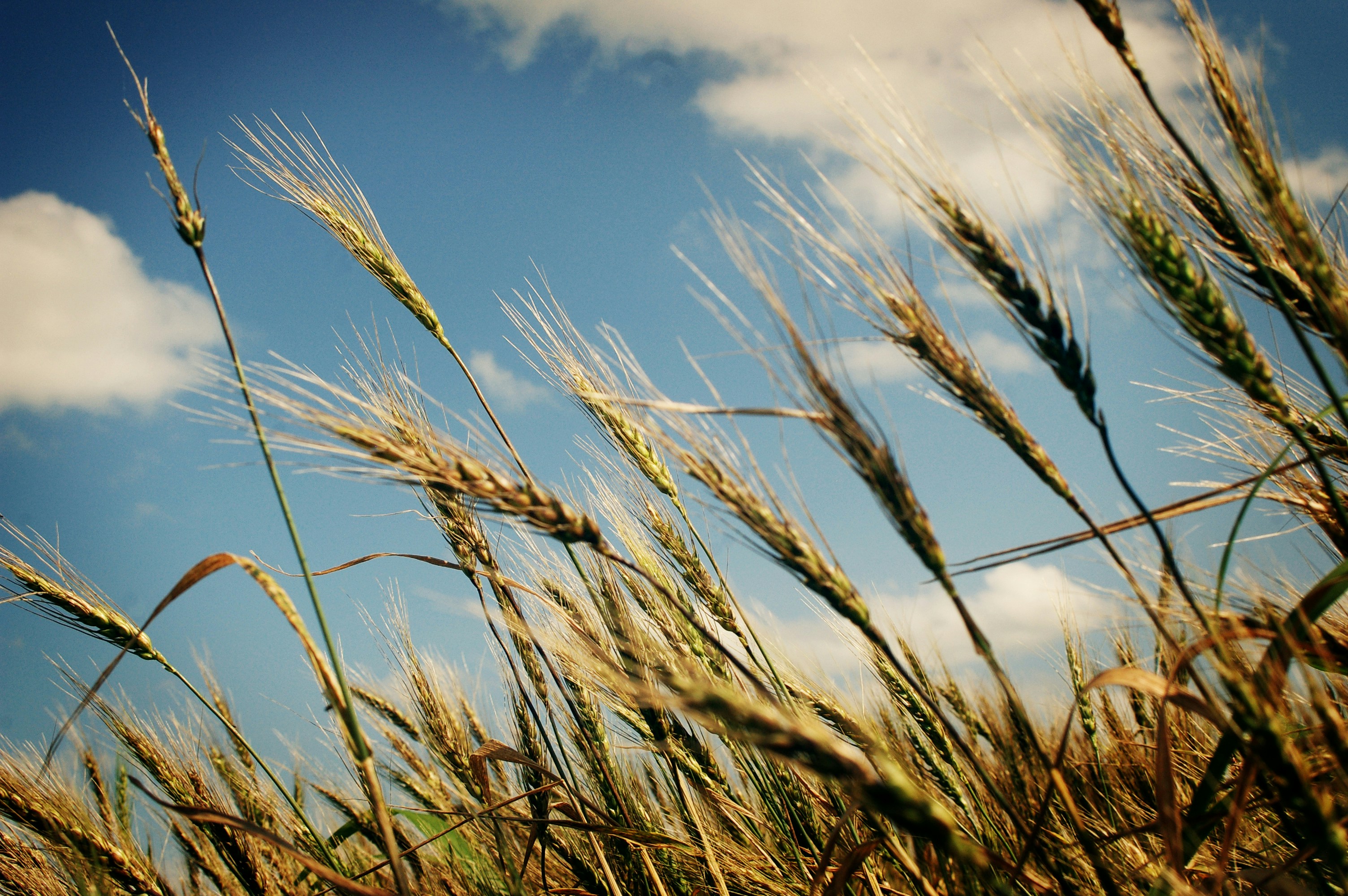 Golden wheat sways gently in the breeze under a bright blue sky dotted with clouds.