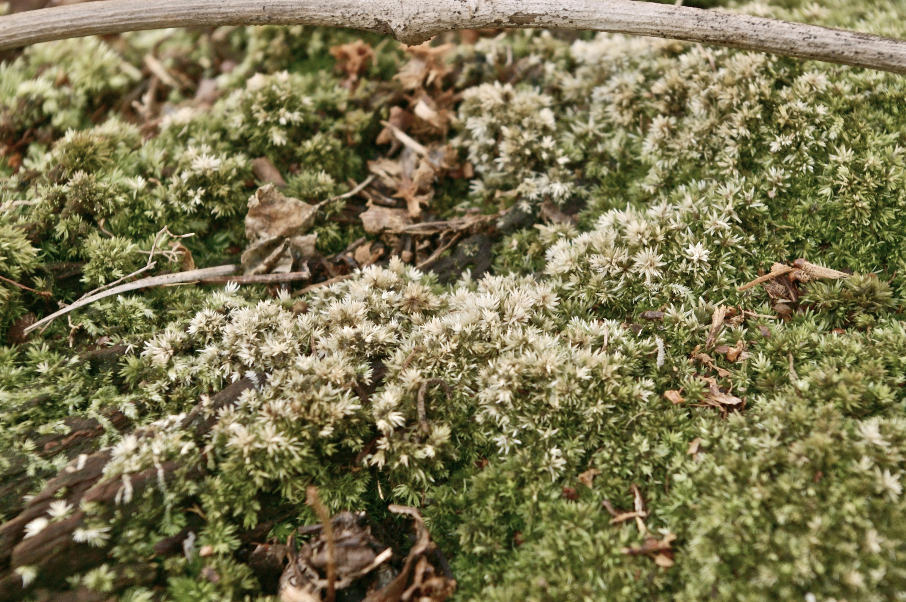 Chad Stembridge (@cstembridge) | Unsplash Photo Community