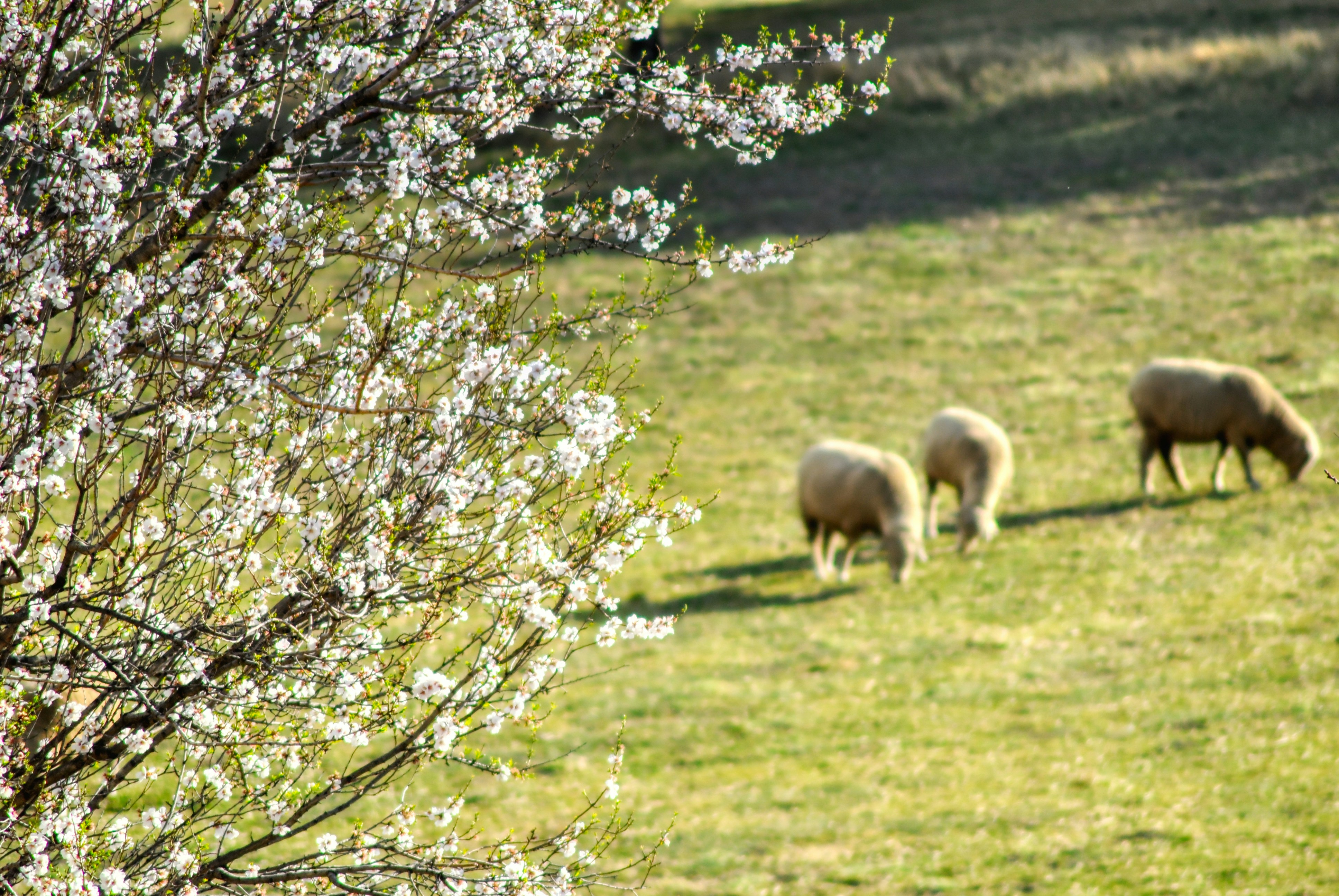 Herd of sheep on green grass field during daytime. Cherry blossoms in bloom with flocks of sheep in the background.