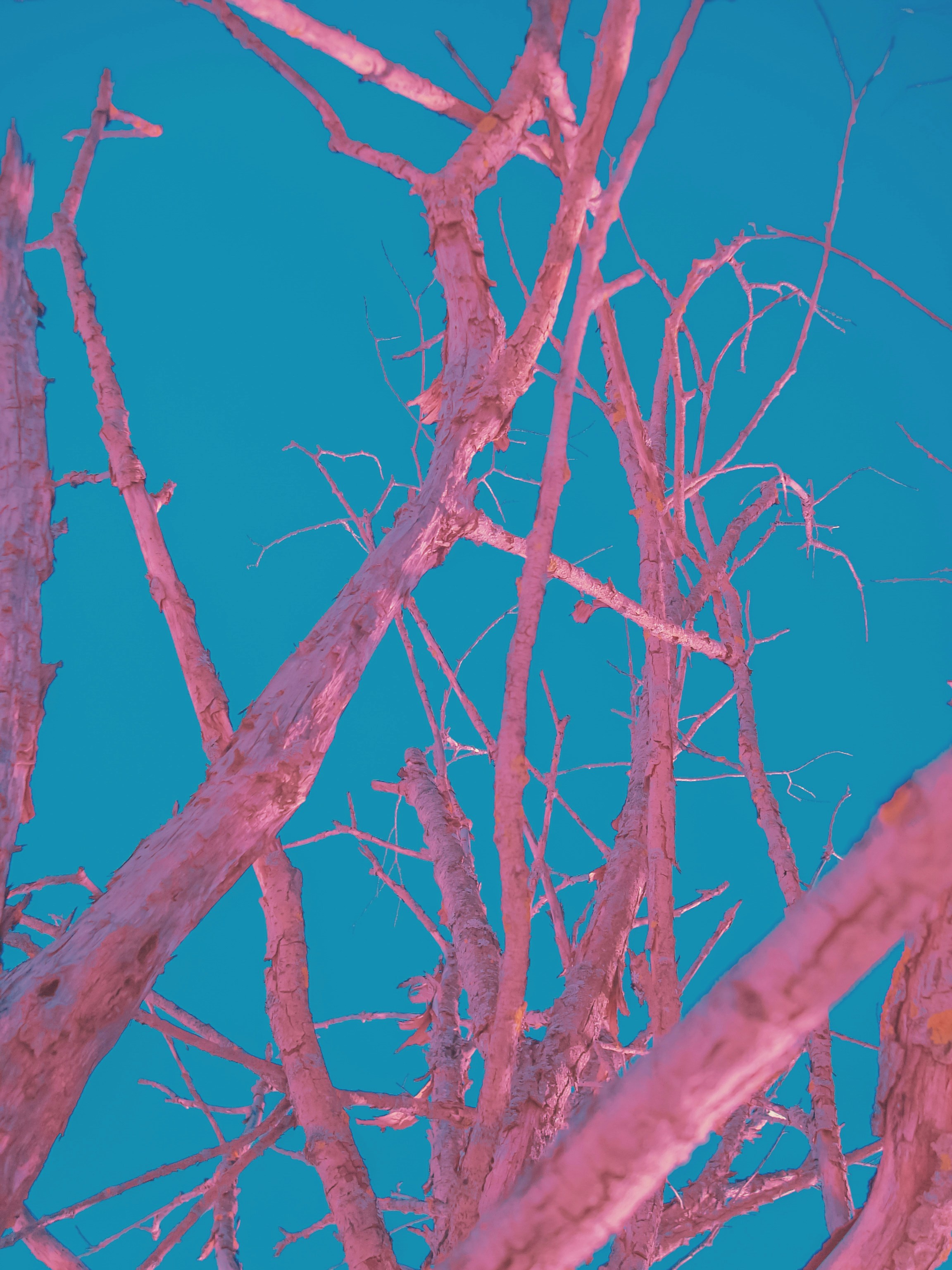 Crimson Branches Against Cerulean Sky