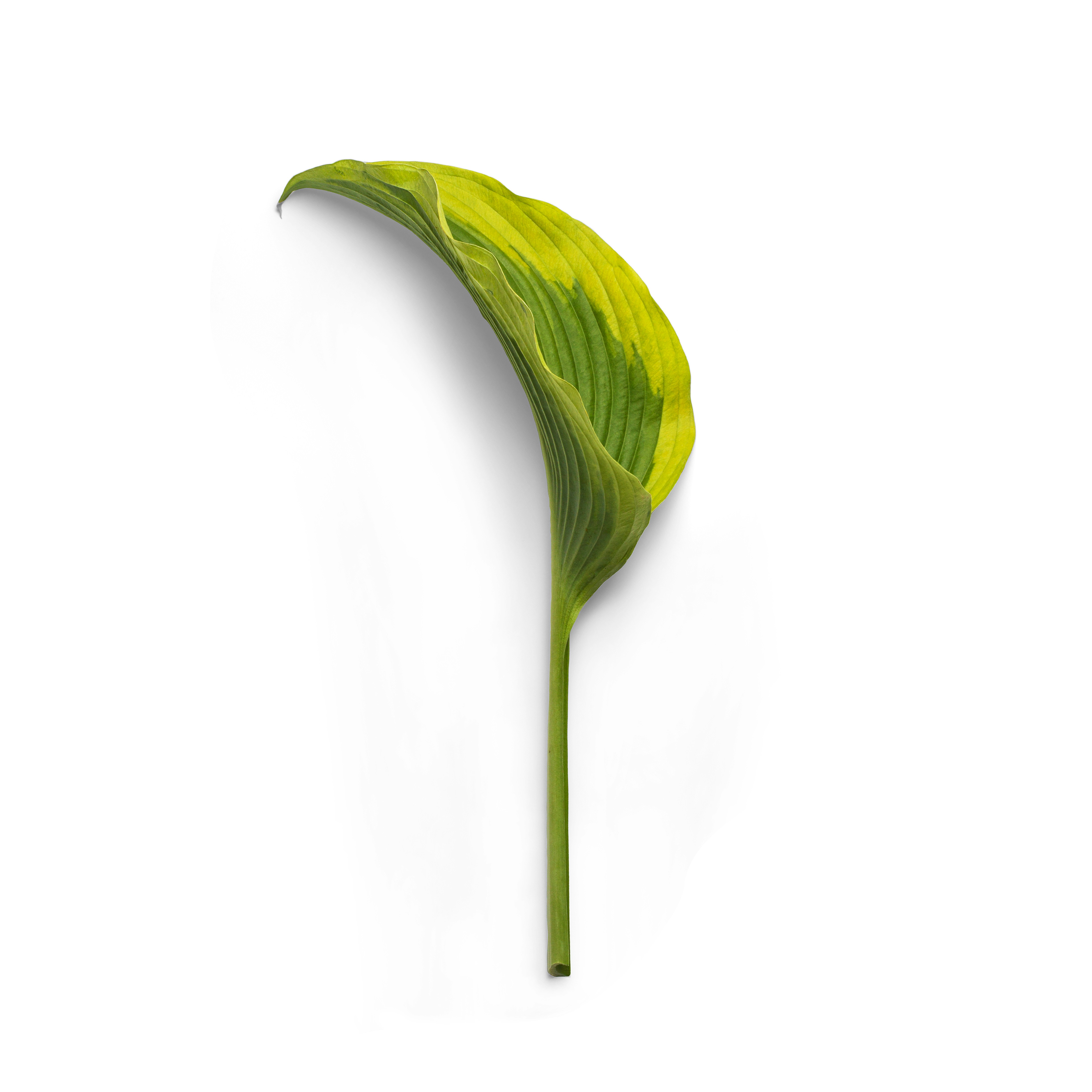 A vibrant green leaf gracefully arching against a white background, showcasing its intricate texture and shape.