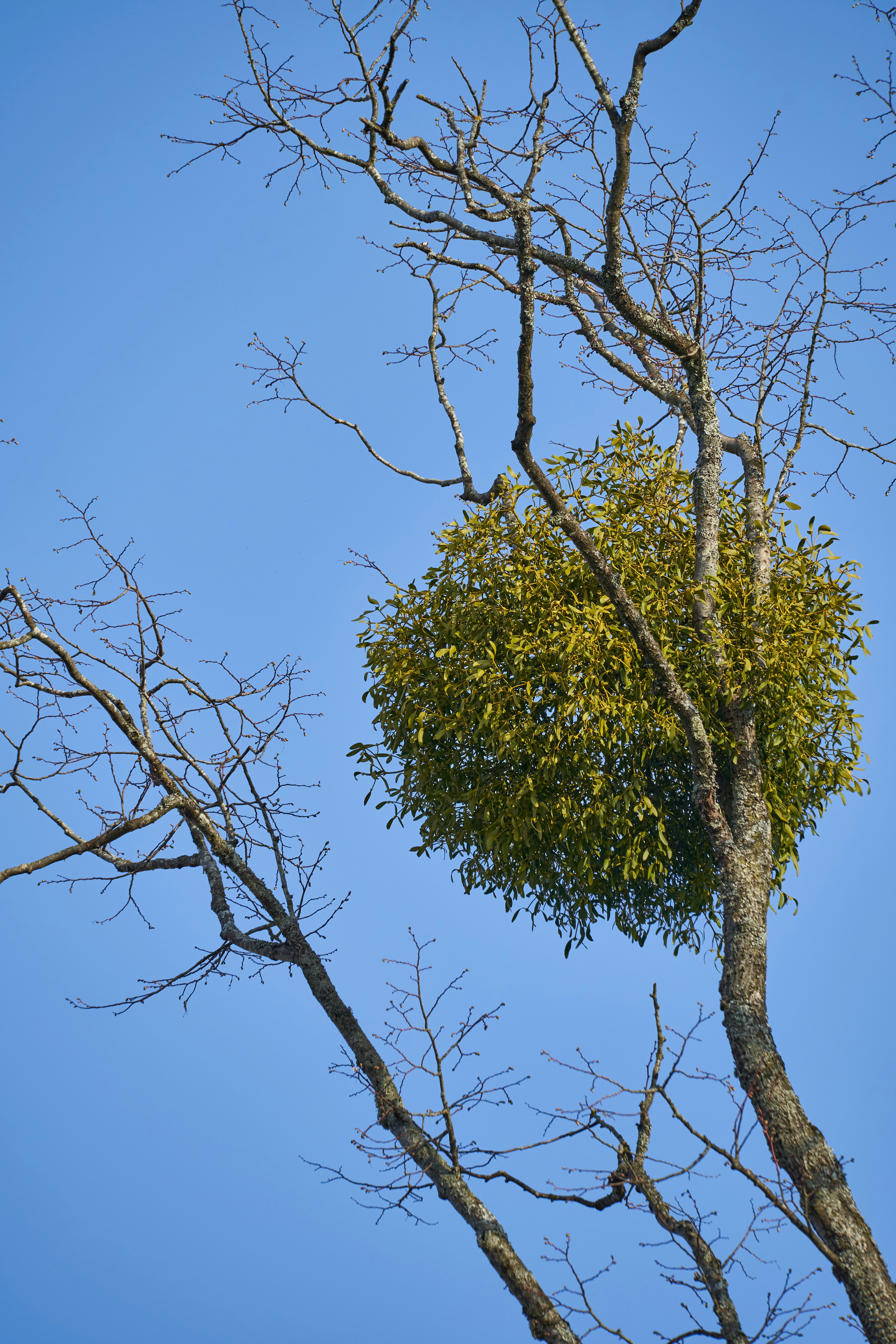Tree with a Round Crown of Leaves Reaching Toward a Clear Sky