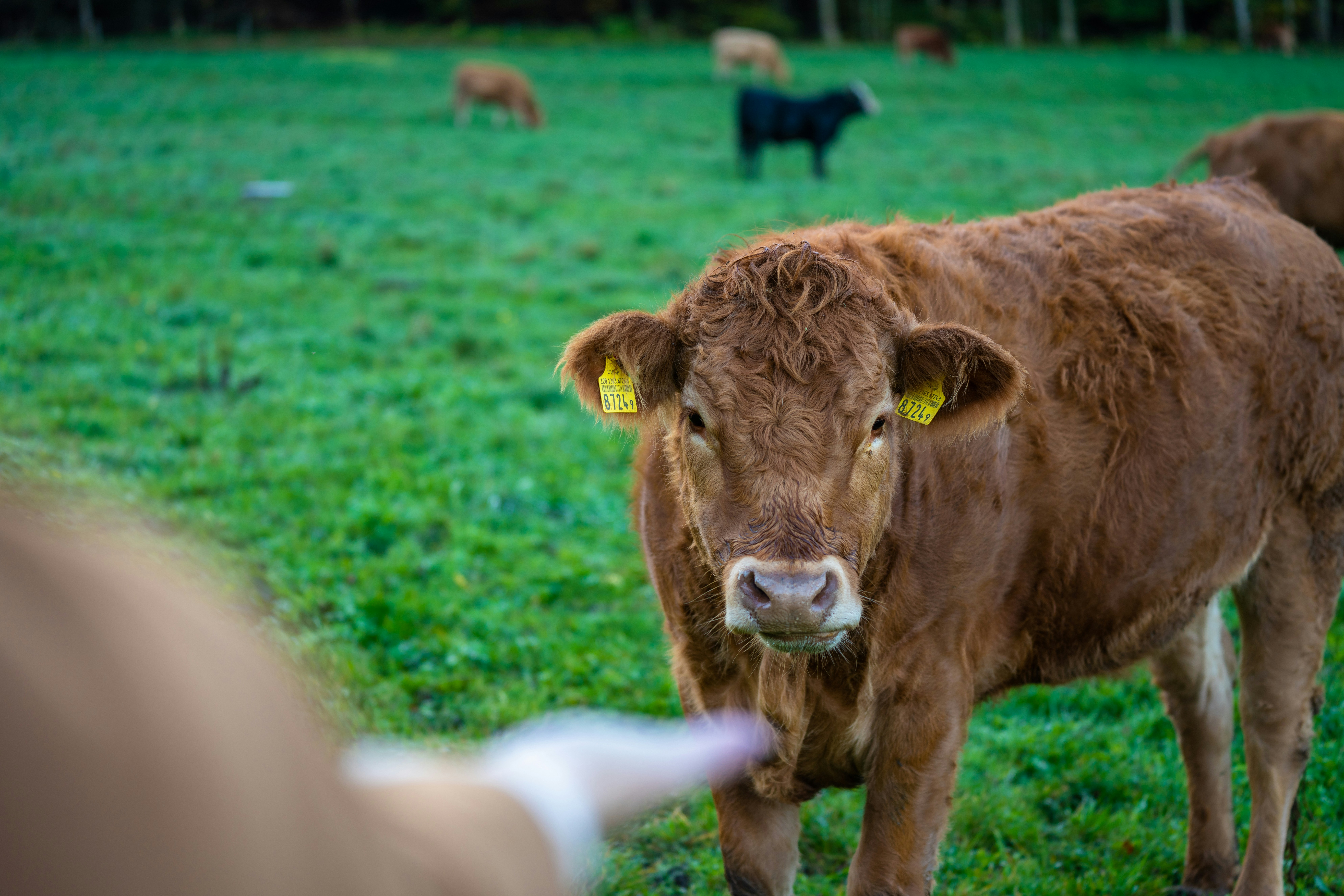 Direct Gaze in a Verdant Pasture: Brown Cow in Focus Among Grazing Herd