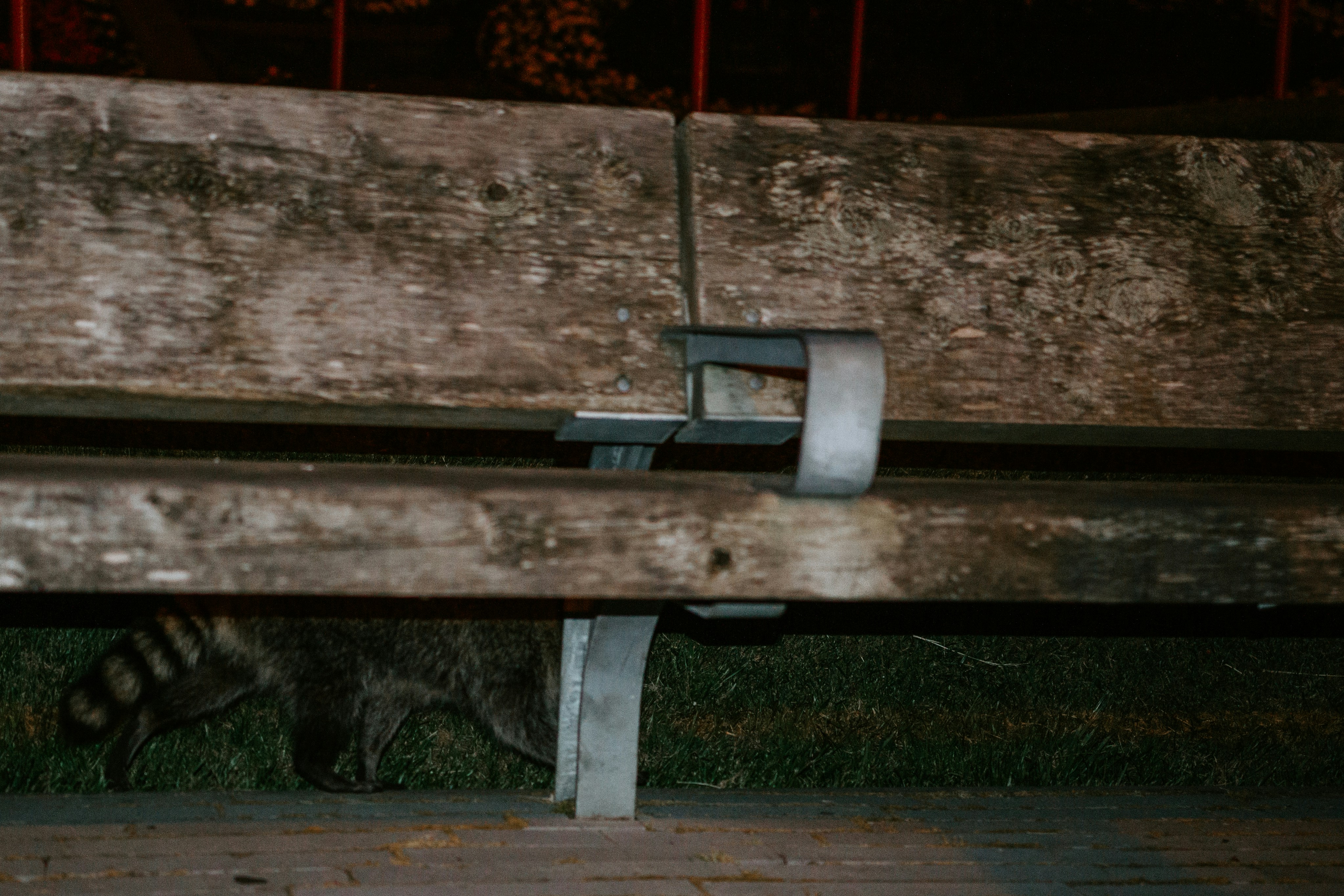A raccoon stealthily moving beneath a wooden bench at night, partially obscured by the bench's structure.