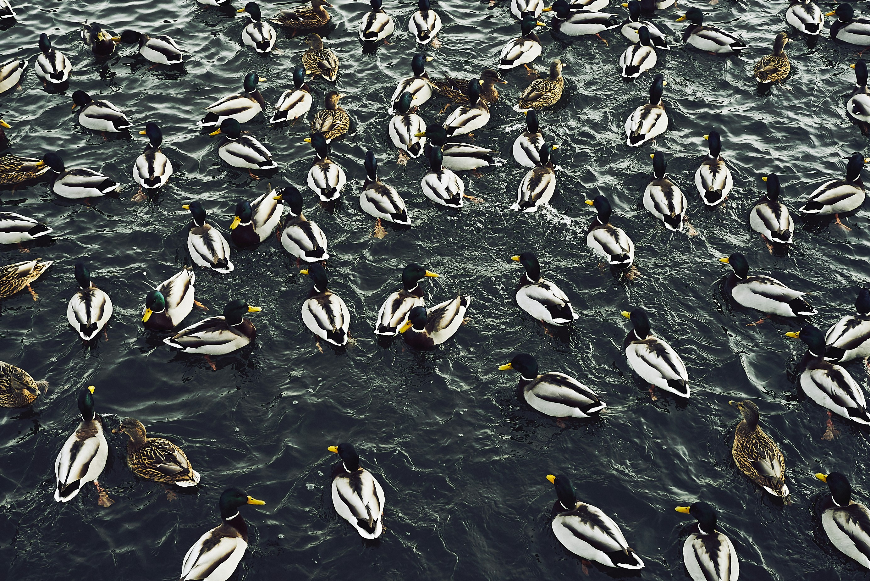 An Aerial Mosaic of Mallards Skimming the Surface