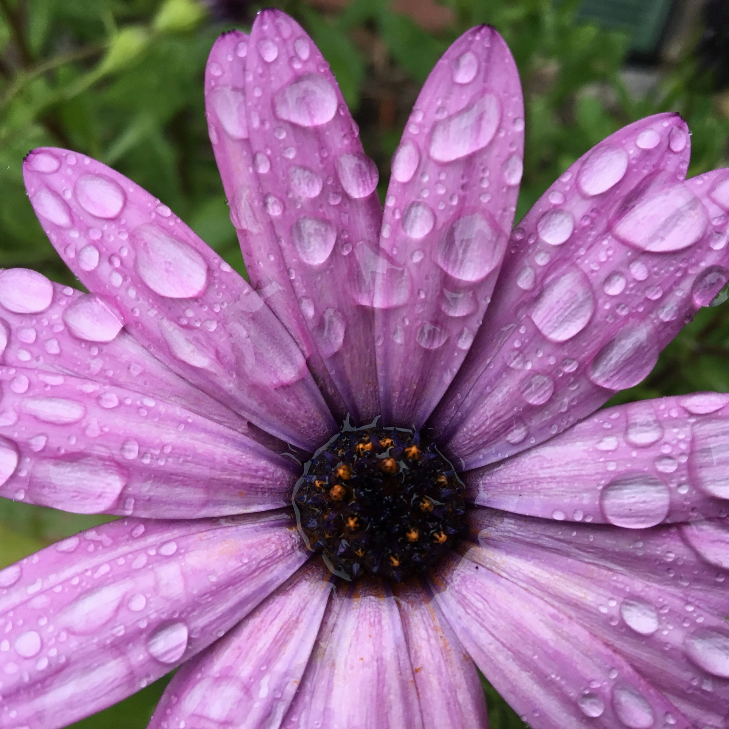Water Drops On Purple Flowers