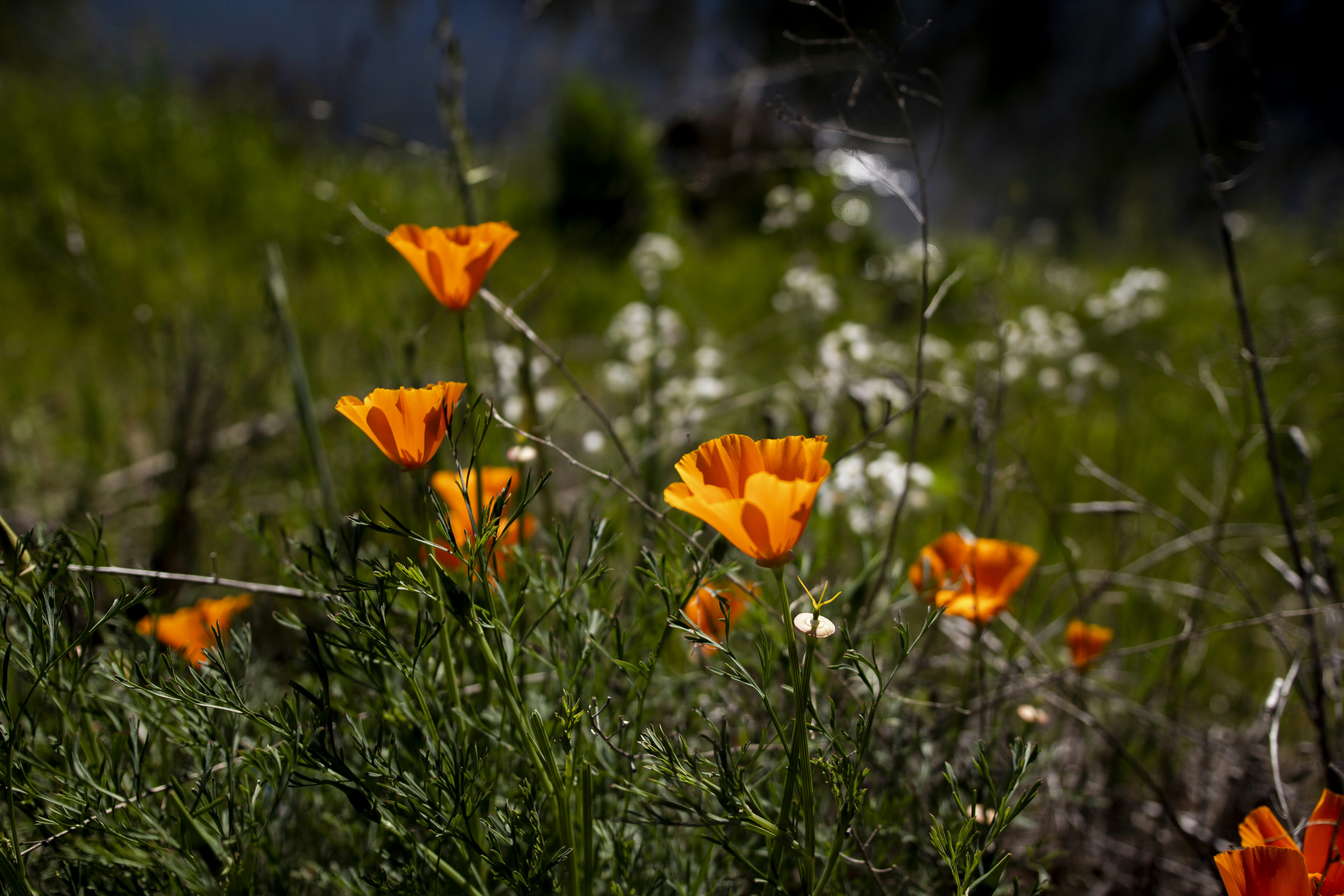 Sunlit Orange Poppies in a Quiet Meadow