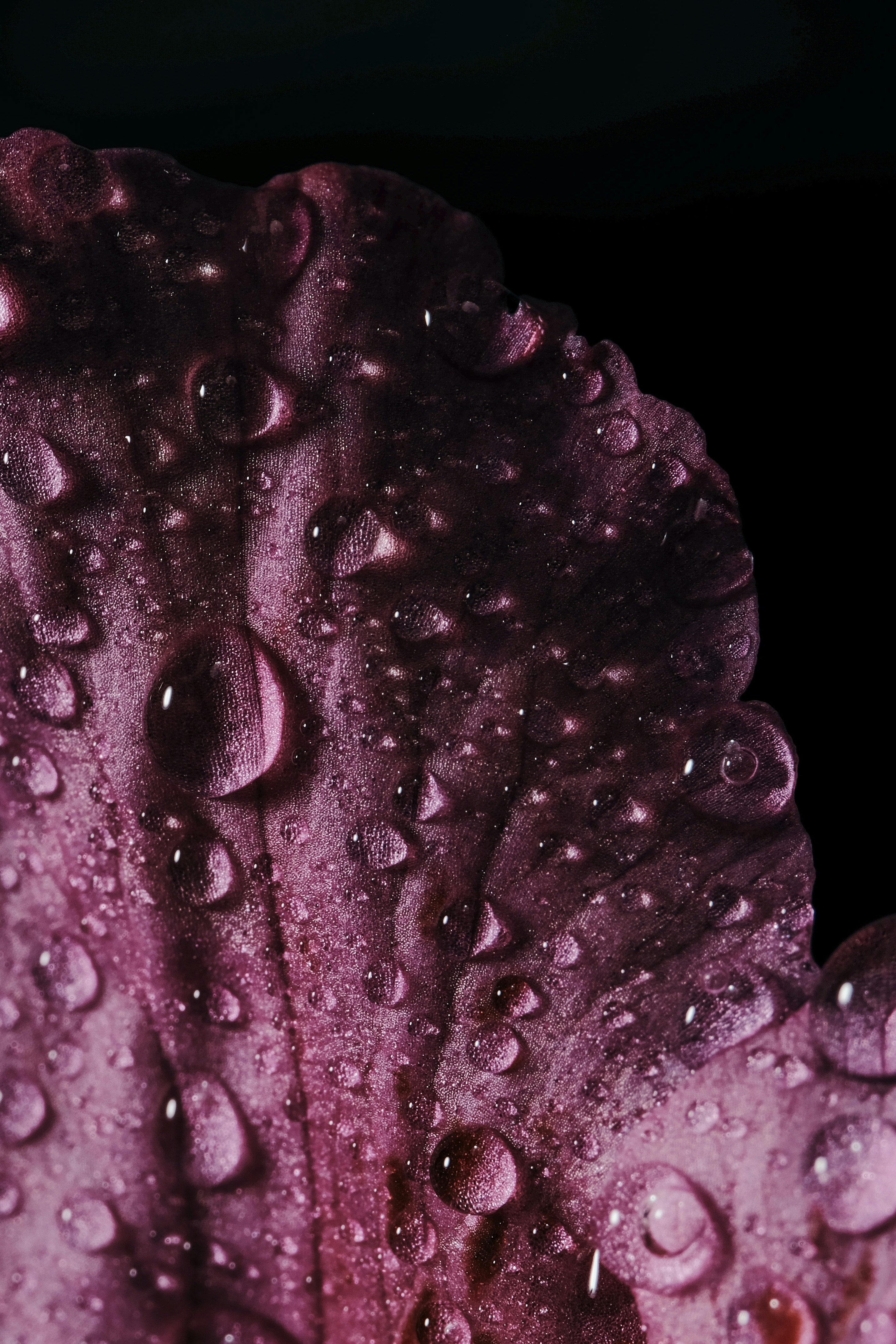 Purple Rose With Water Drops