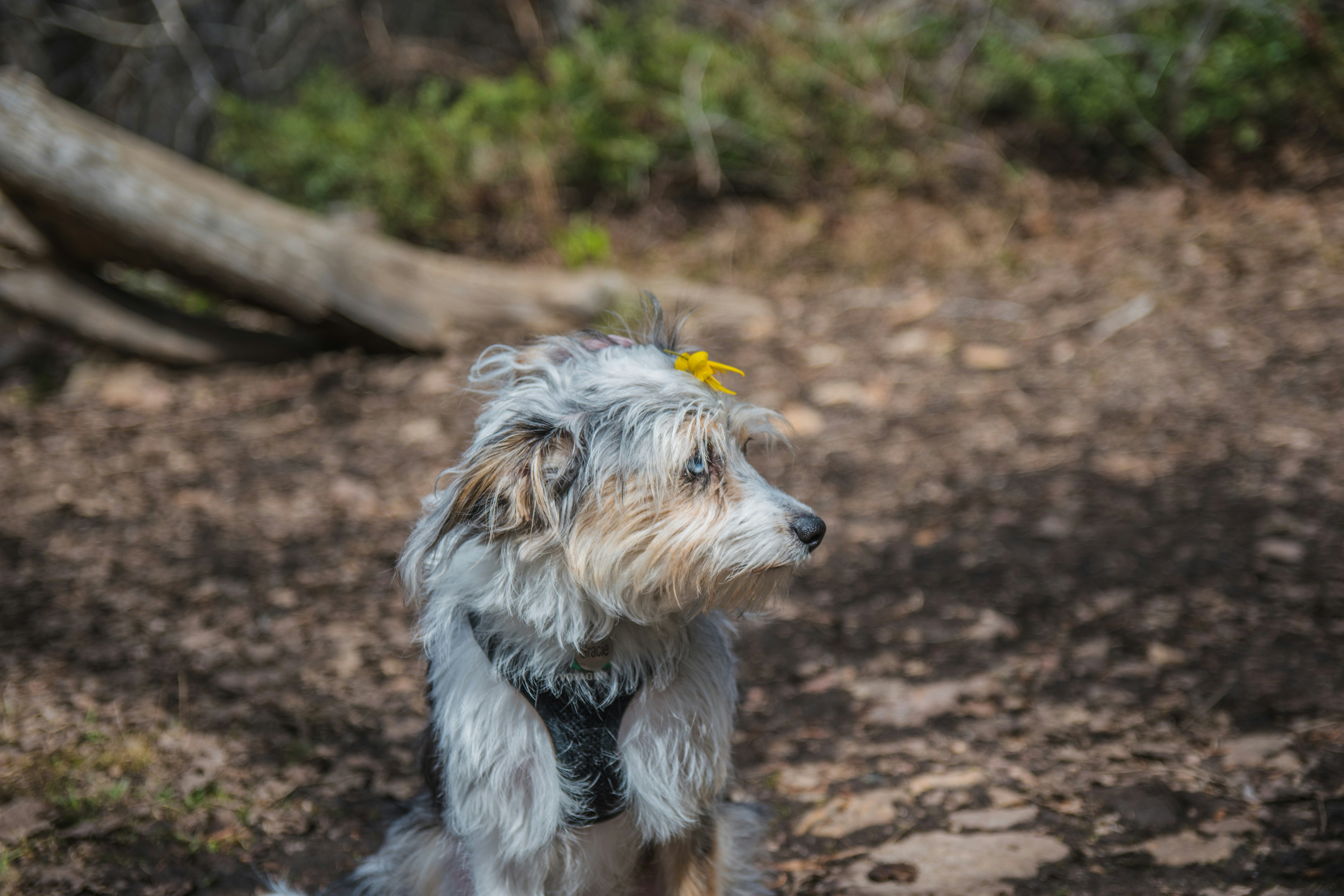 A small, fluffy dog with a yellow flower resting on its head, sitting on a forest floor surrounded by natural elements.