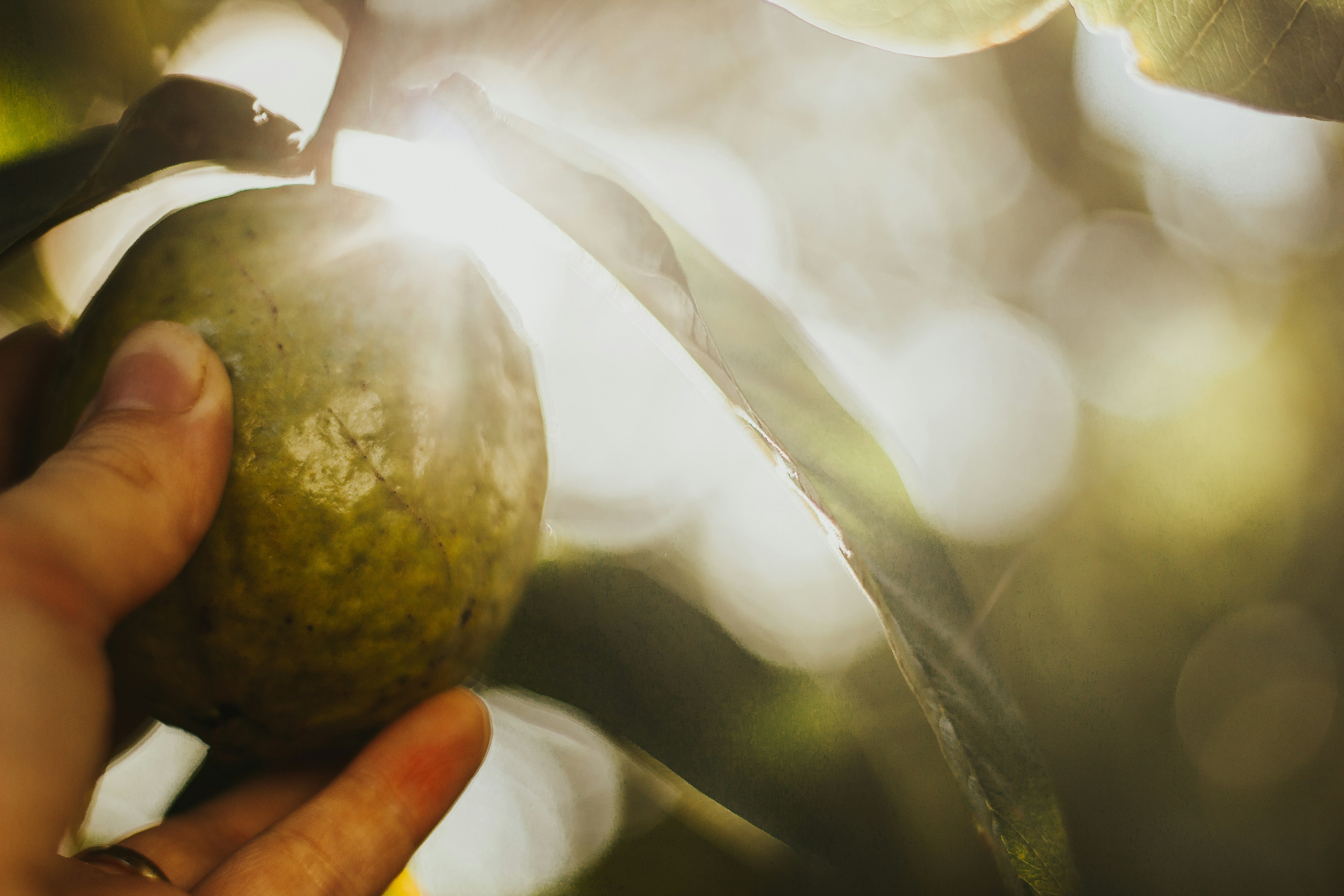 Backlit Citrus Gleaned from Gentle Hand