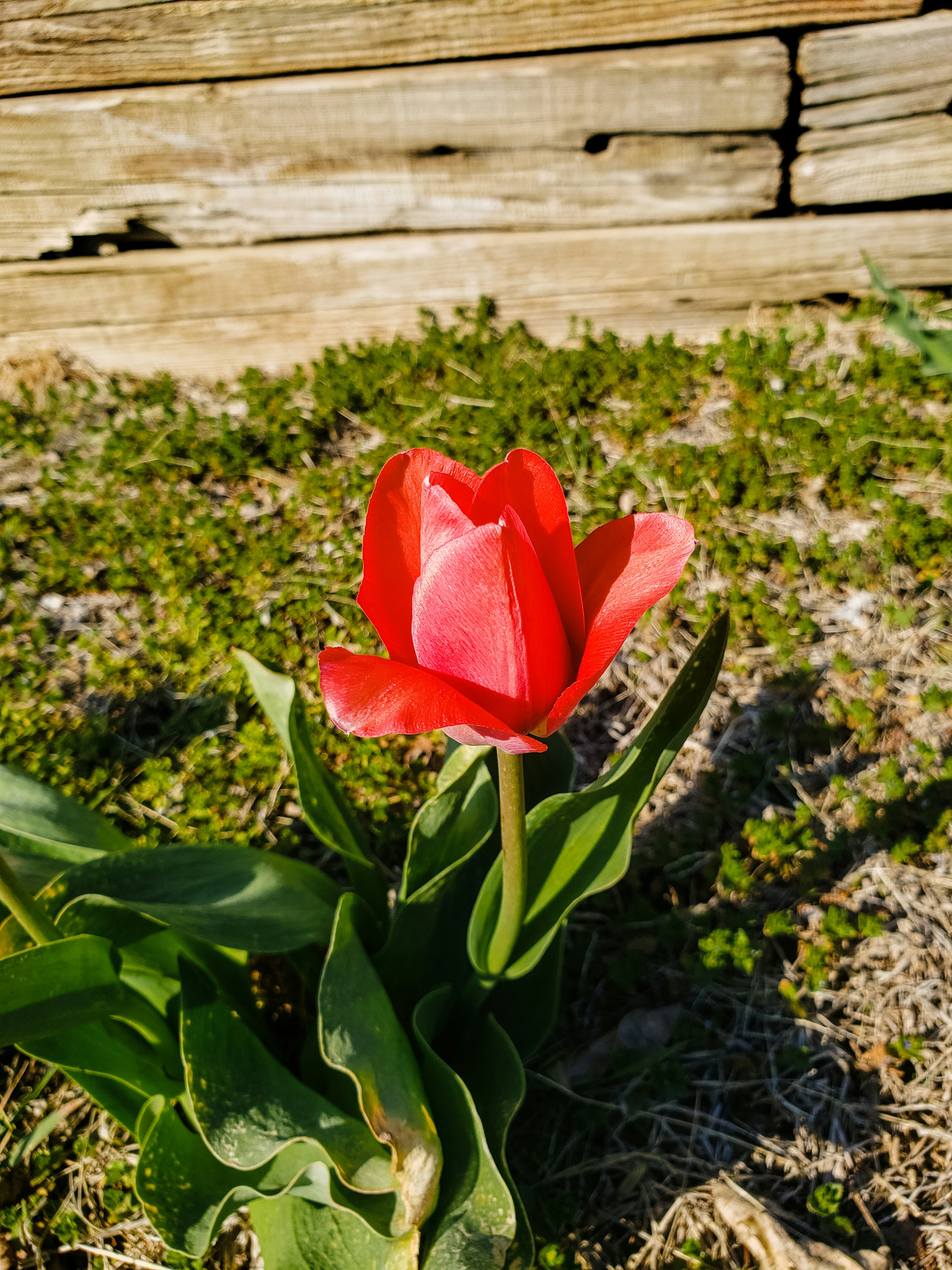 Crimson Tulip Rising Against a Weathered Wood Border