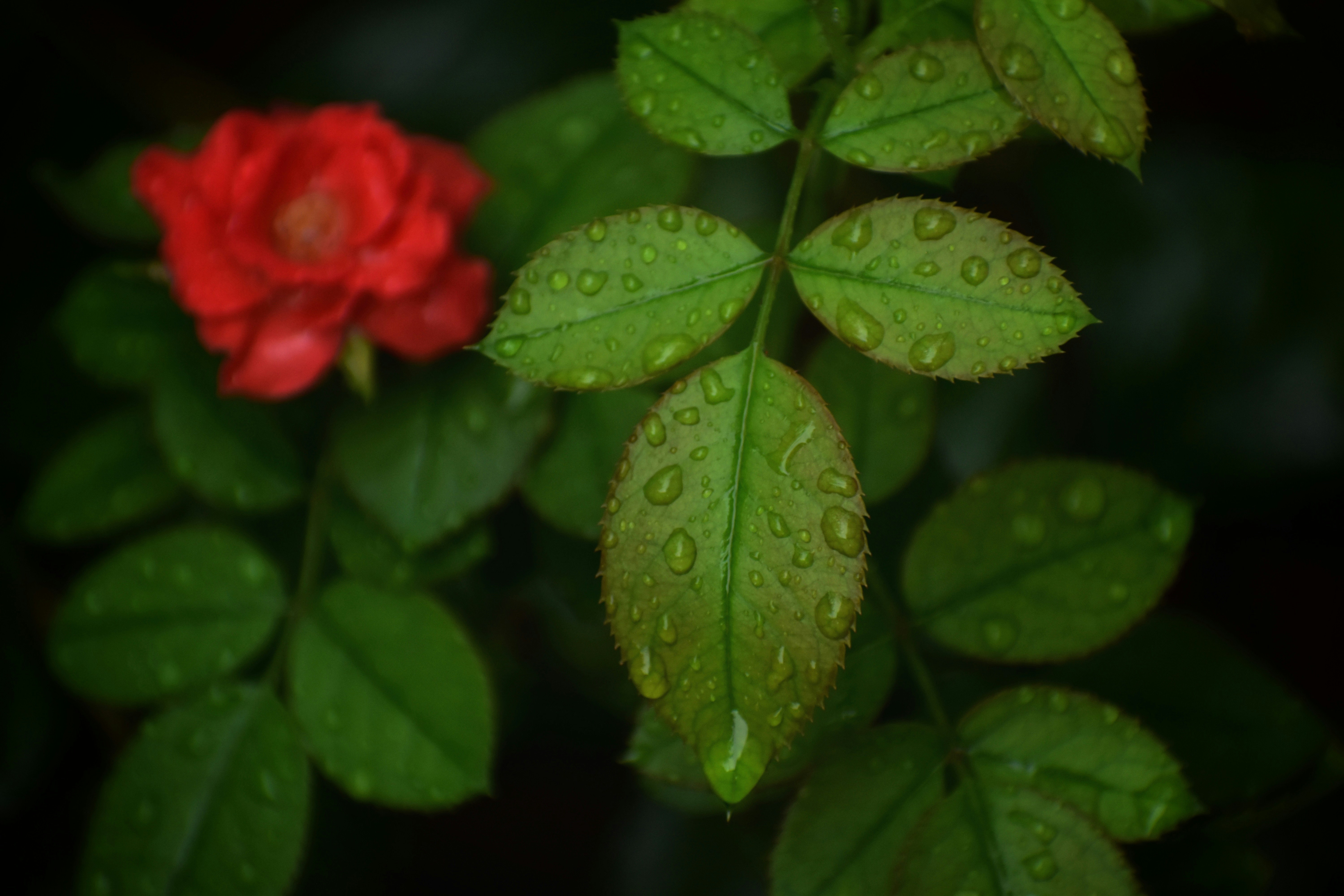 Dew-kissed Leaf in Focus, Velvet Rose in the Background